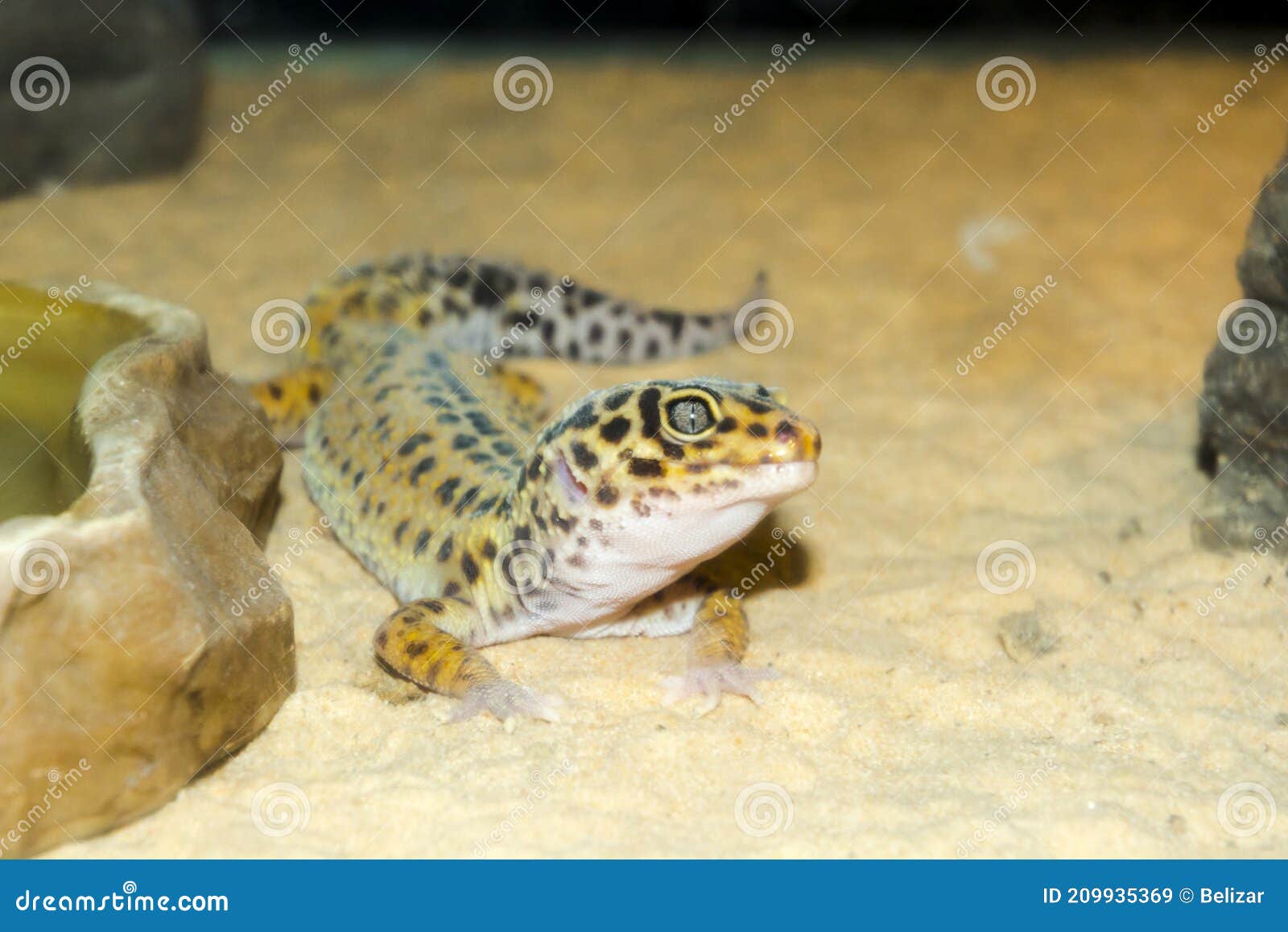 Common Leopard Gecko in a Sandy Terrarium Stock Image - Image of sand ...