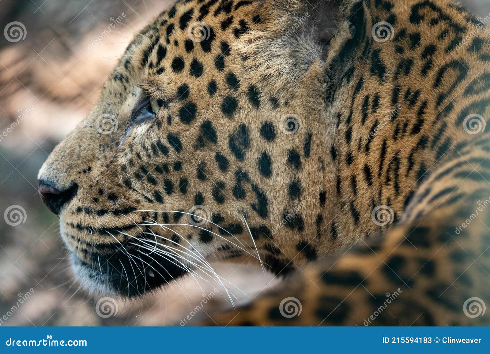 Common Leopard Head Portrait Stock Image - Image of park, jungle: 215594183