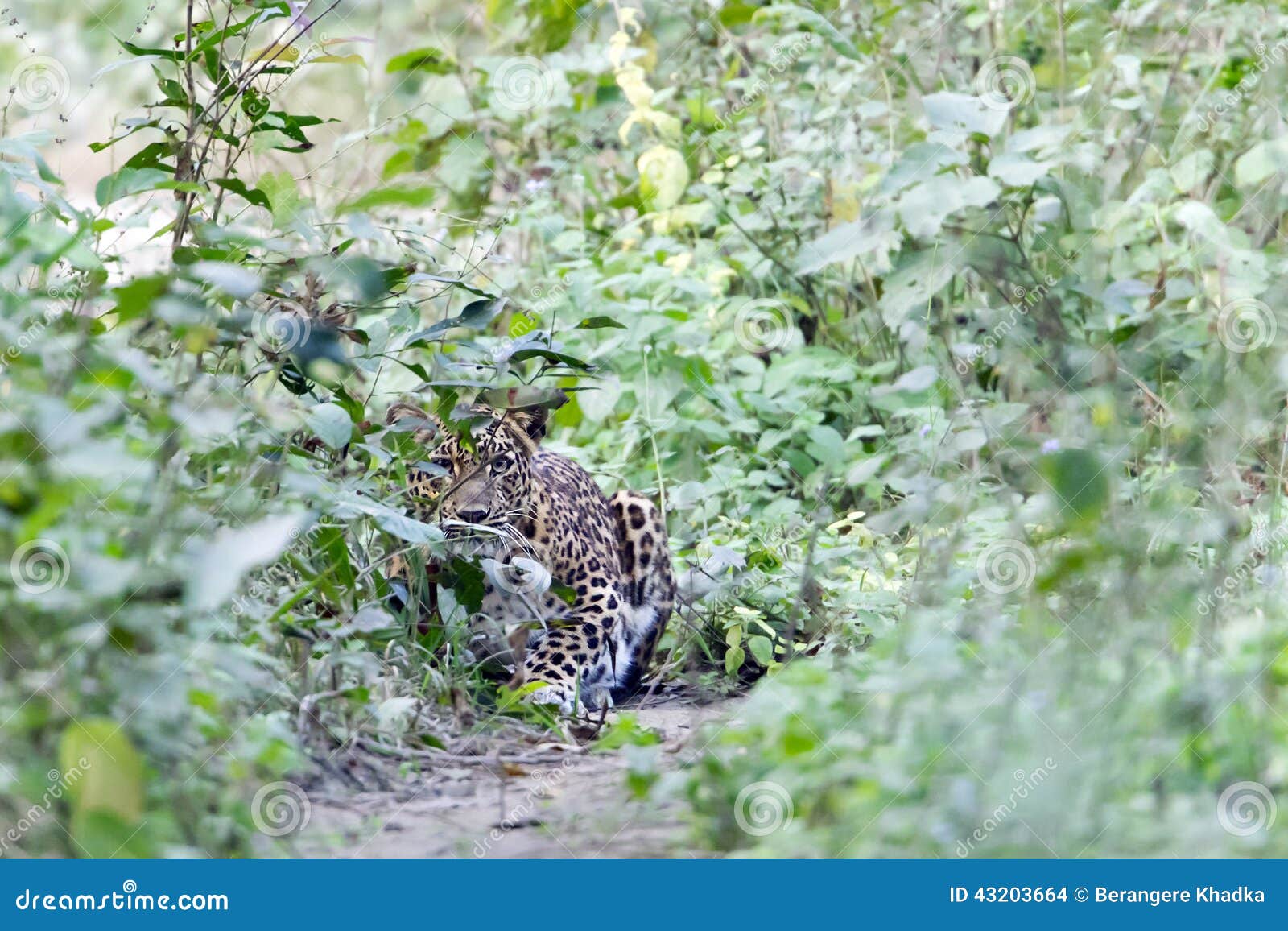 Common Leopard in Nepal stock photo. Image of mammal - 43203664