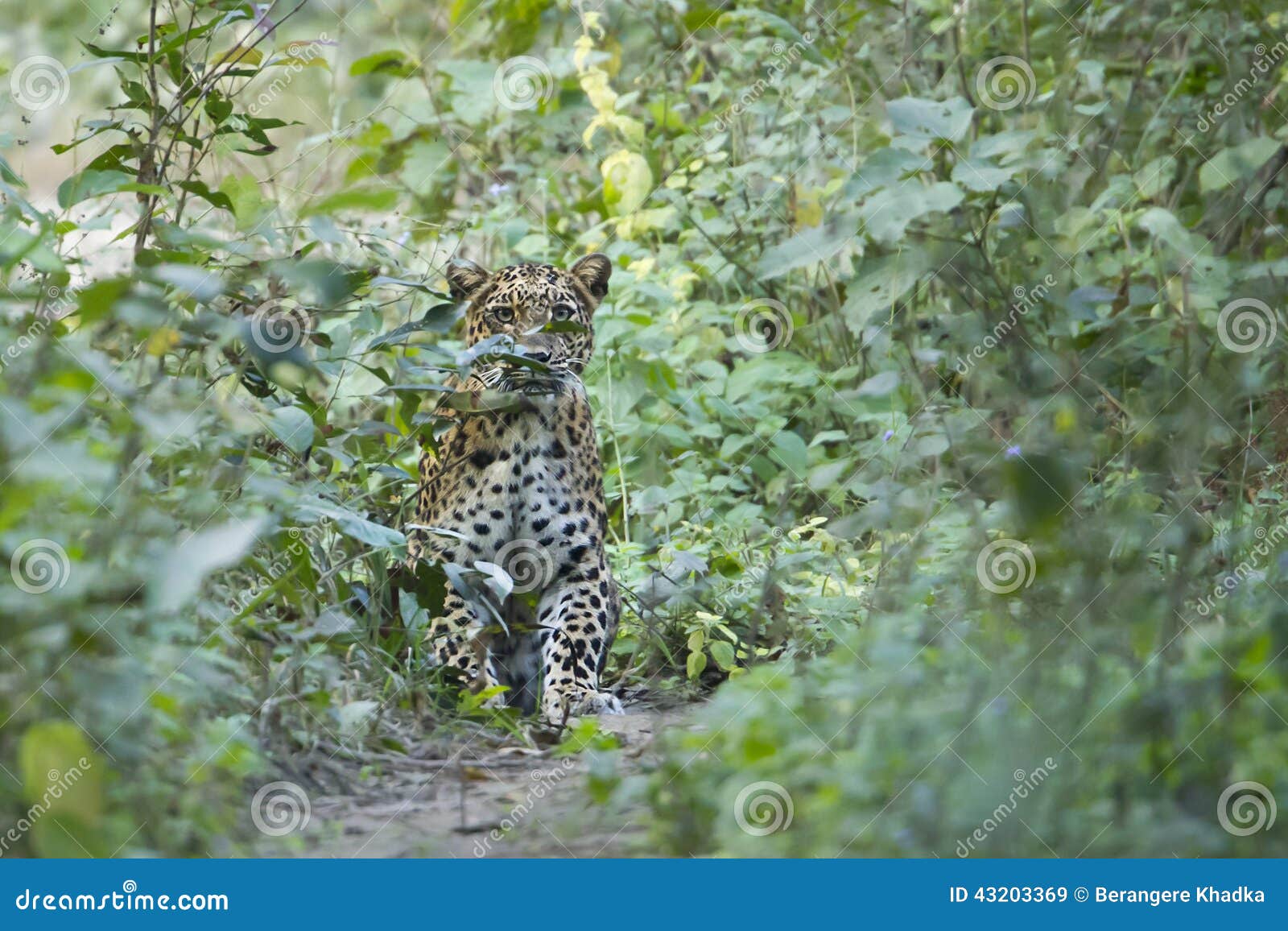 Common Leopard in Nepal stock image. Image of outdoors - 43203369