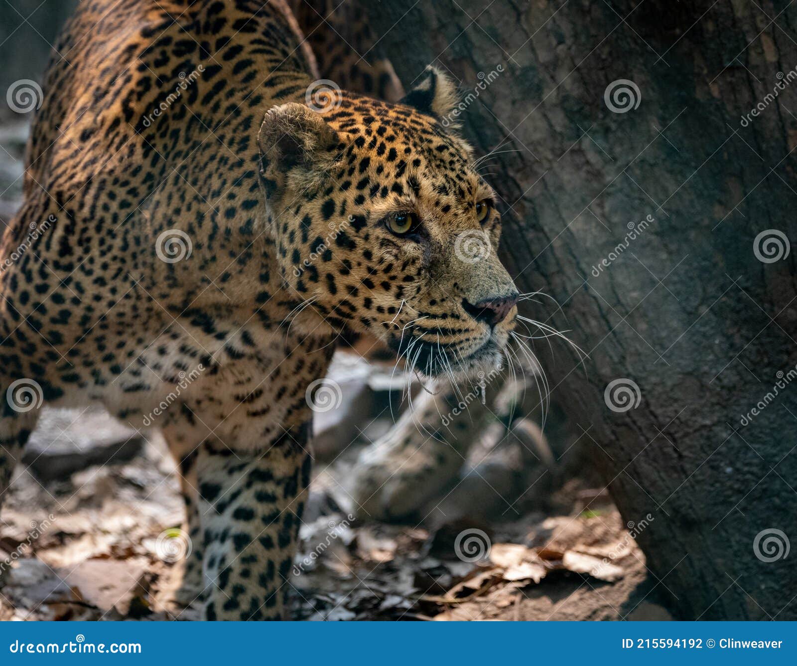 Common Leopard Staring stock photo. Image of reserve - 215594192