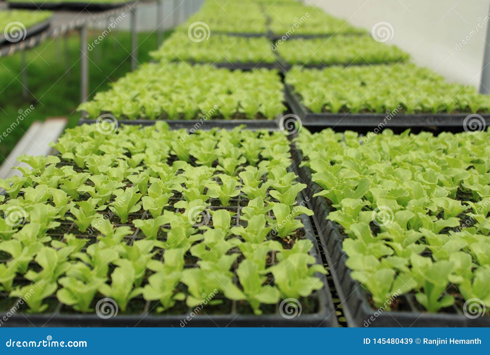 Common Lettuce stock image. Image of botanical, lettuce - 145480439