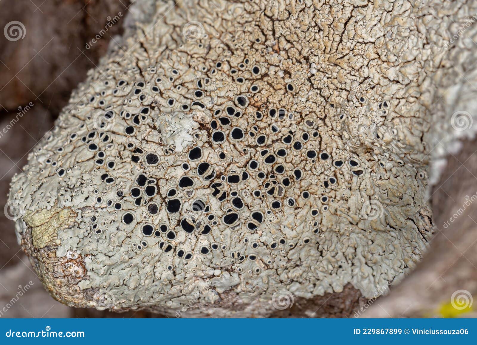 Common Lichen Texture stock image. Image of ascomycetes - 229867899