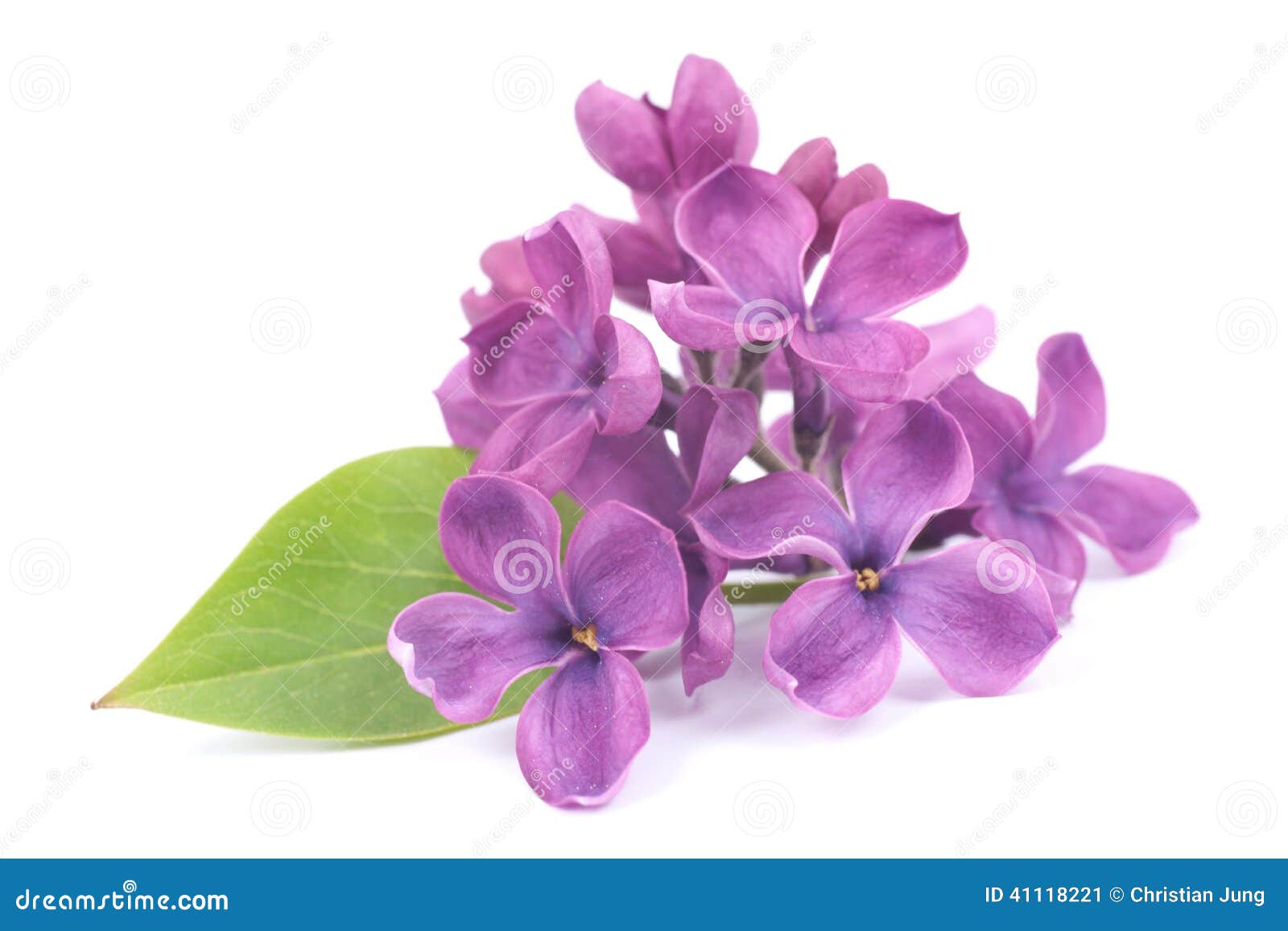 Common Lilac Syringa Vulgaris `Sensation`, Syringa Vulgaris Sensation ...