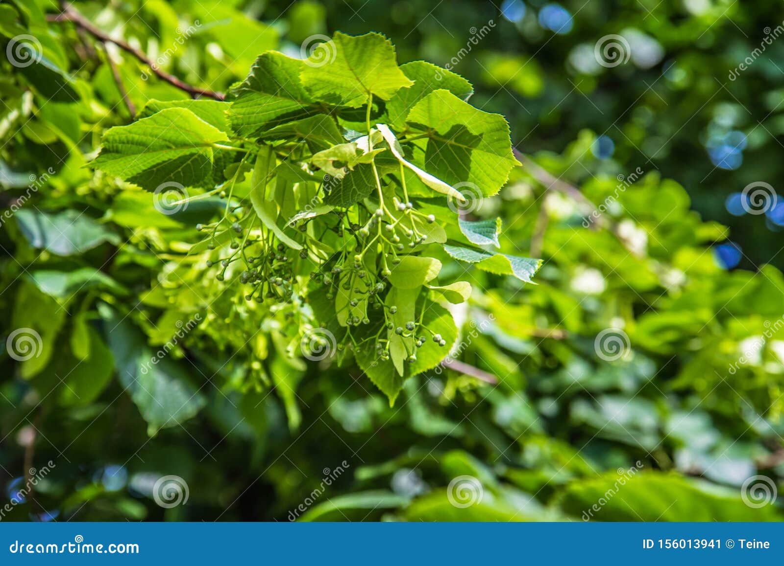 The Common lime tree stock image. Image of forest, environment - 156013941