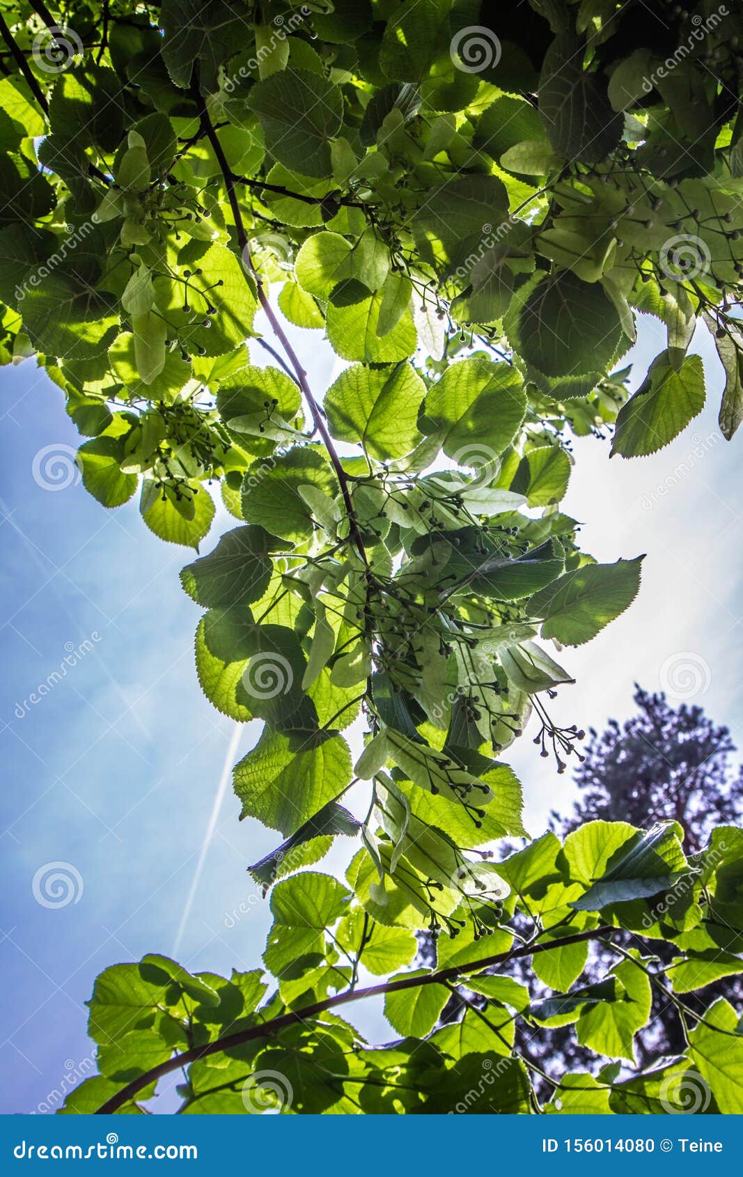 The Common lime tree stock photo. Image of nature, sunlight - 156014080