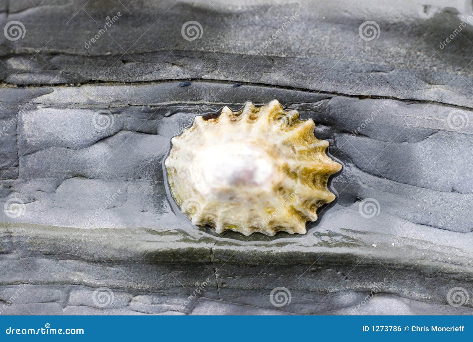 Common Limpet Royalty-Free Stock Image | CartoonDealer.com #1273786