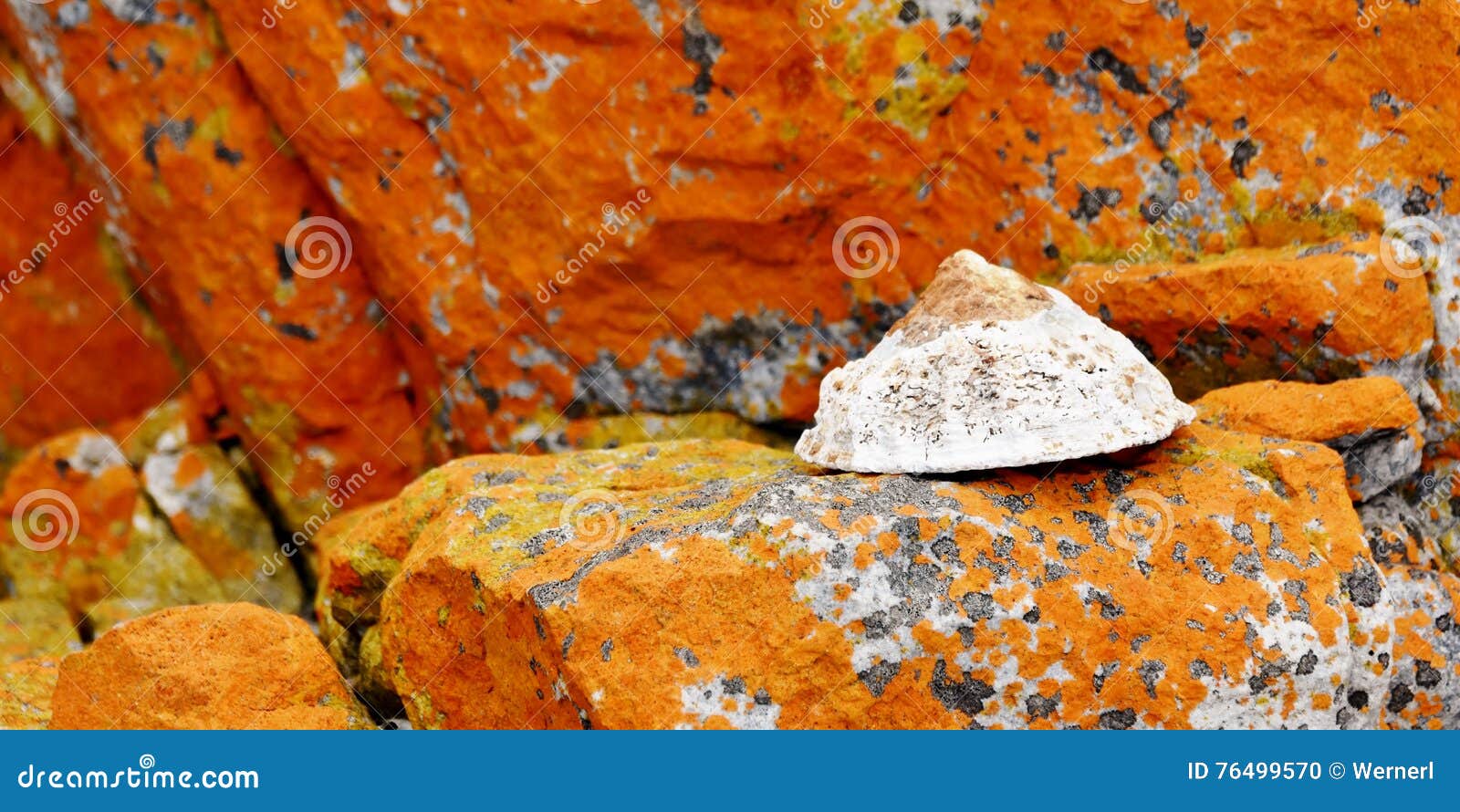 The common limpet stock photo. Image of limpet, atlantic - 76499570