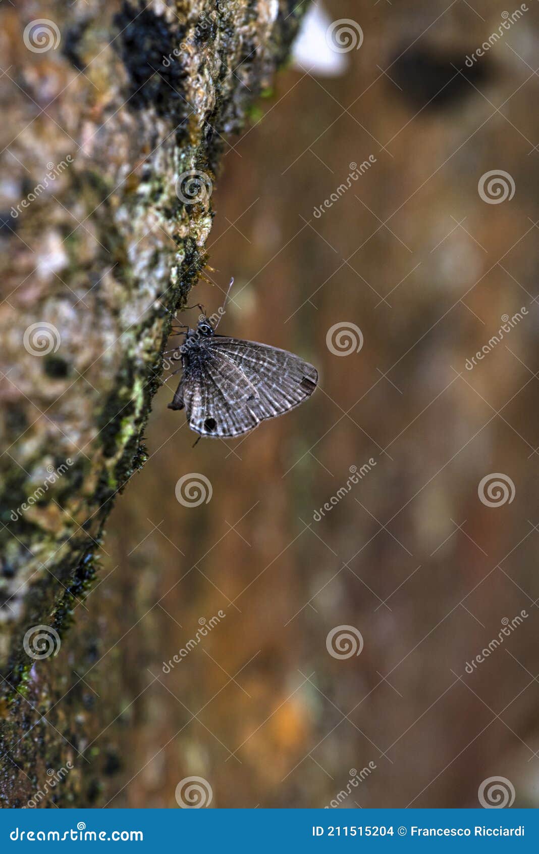 Common Line Blue Prosotas Nora Stock Photo - Image of butterflies ...