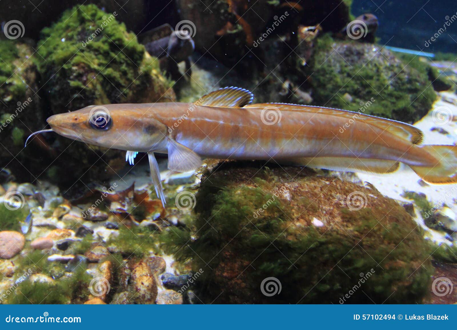 Common ling stock photo. Image of animal, molva, atlantic - 57102494