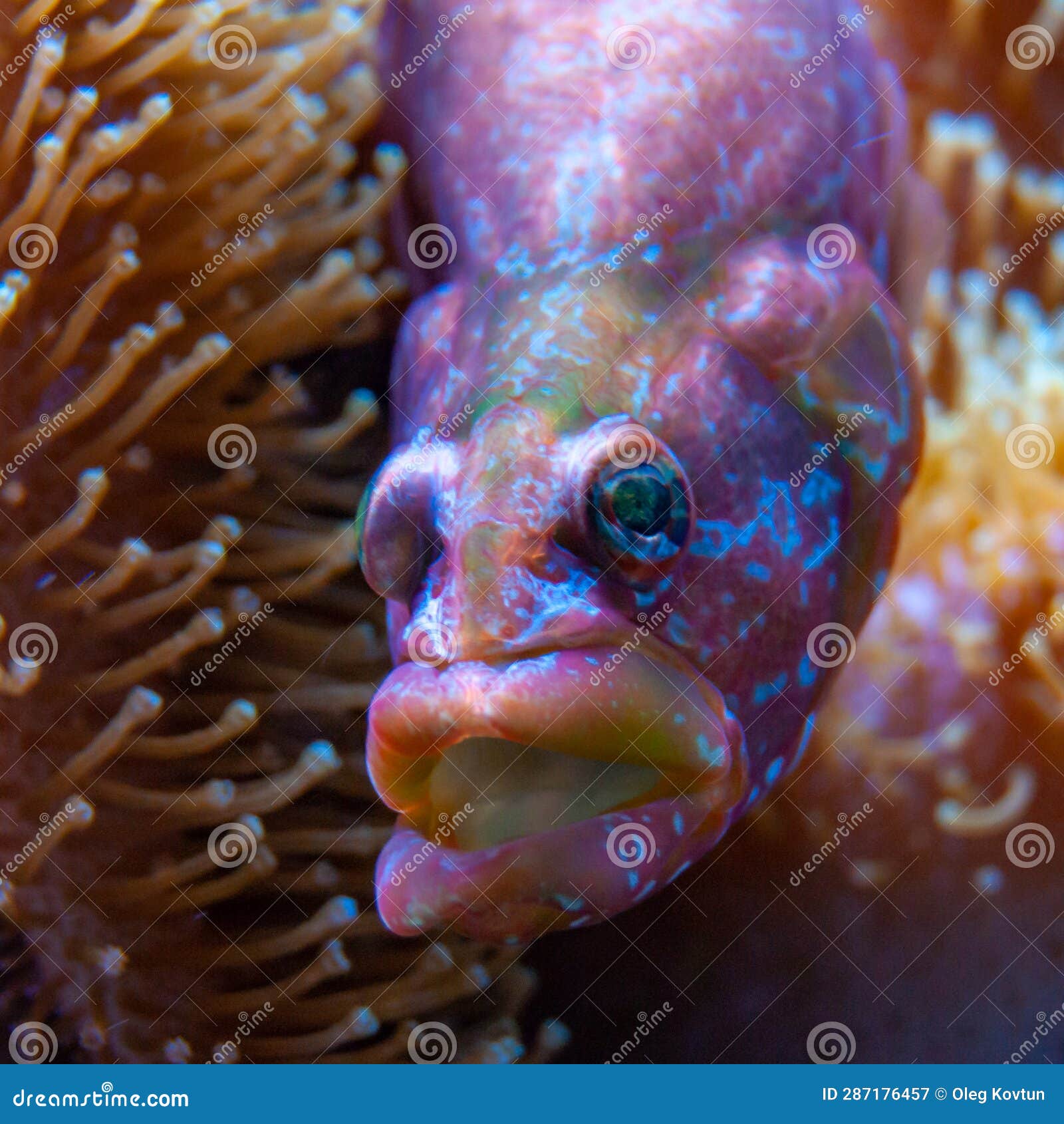 The Common Ling (Molva Sp.) and Sarcophyton Sp Stock Image - Image of ...