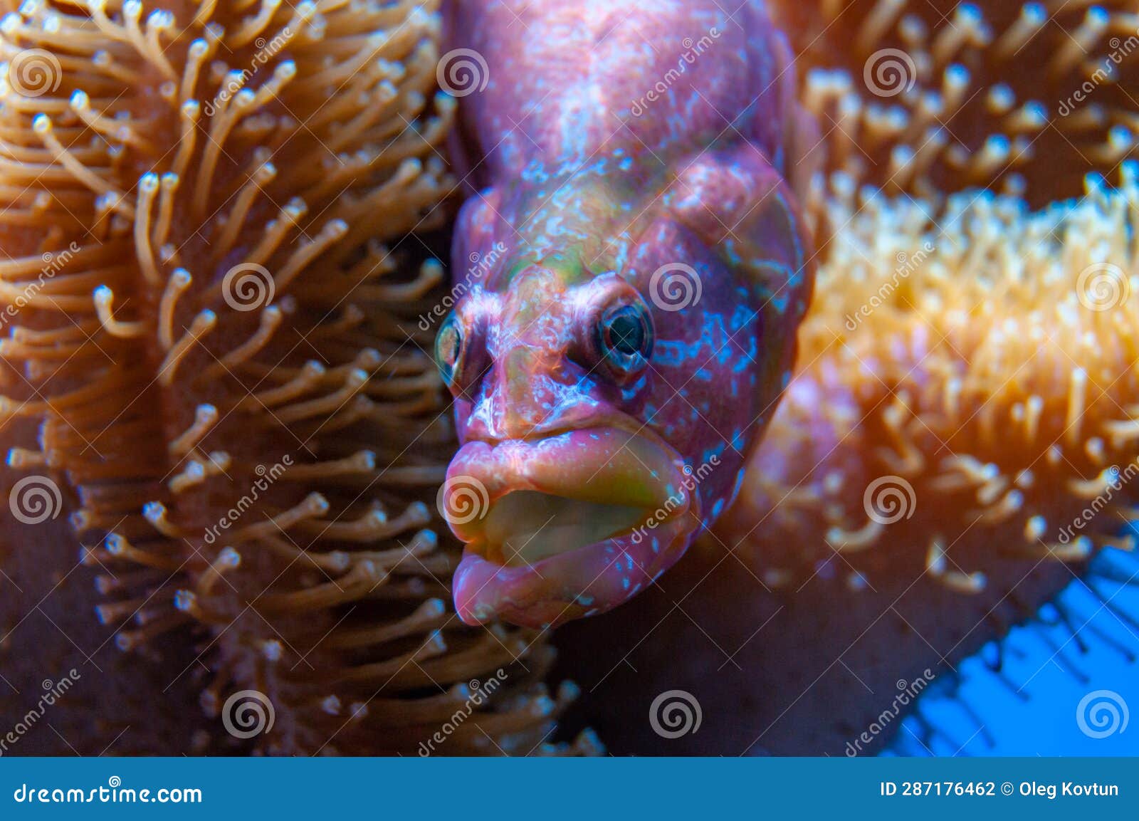 The Common Ling (Molva Sp.) and Sarcophyton Sp Stock Photo - Image of ...
