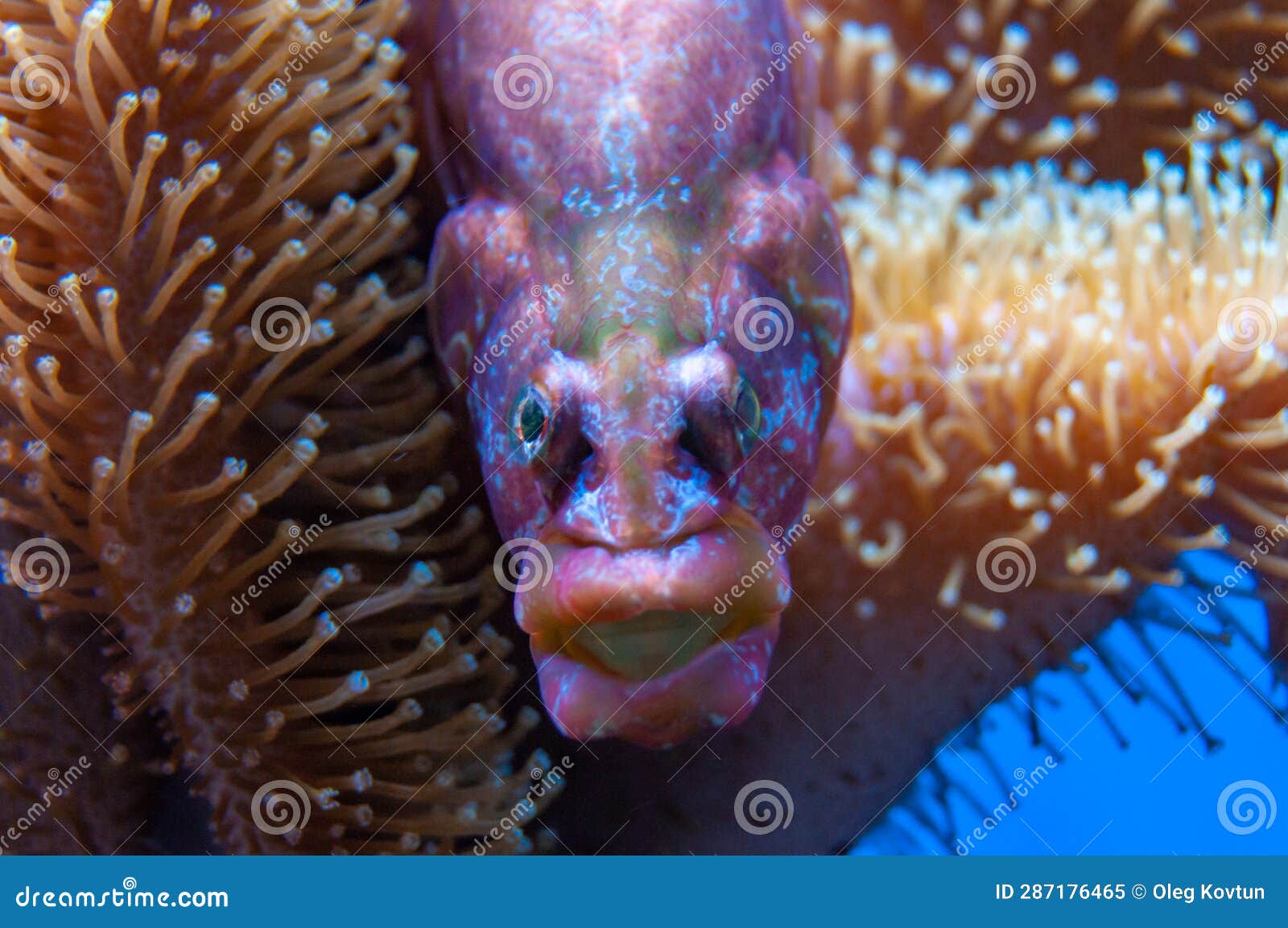The Common Ling (Molva Sp.) and Sarcophyton Sp Stock Image - Image of ...