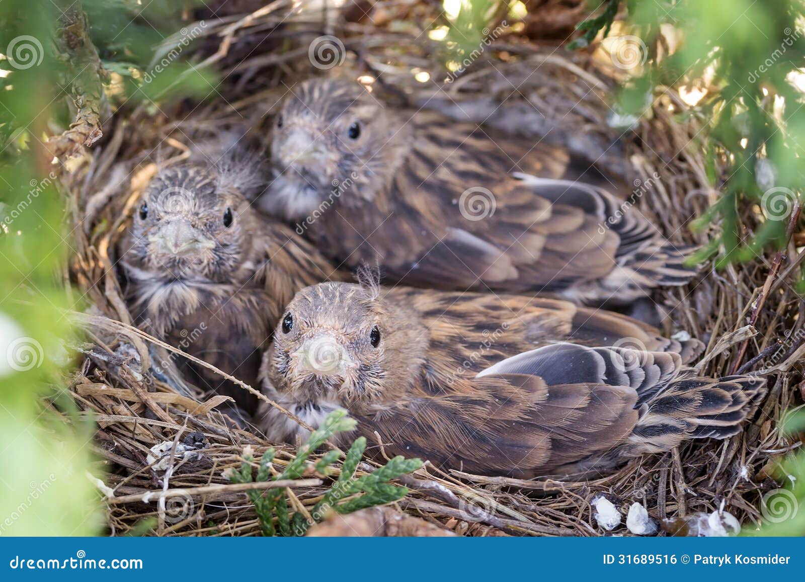 Common Linnet baby birds stock photo. Image of bird, cute - 31689516
