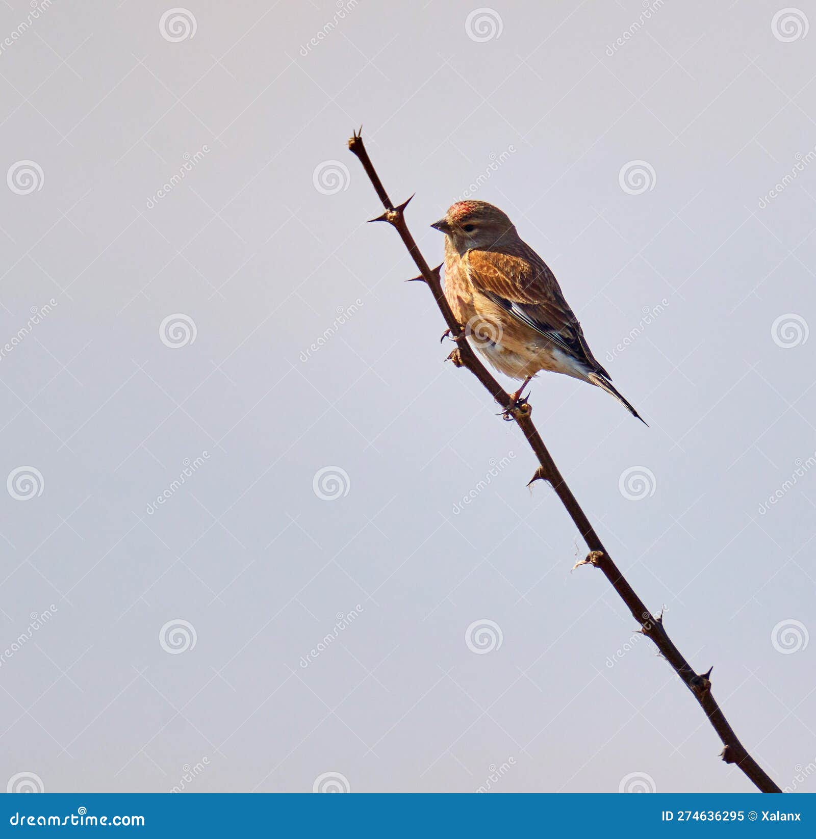 Common linnet bird perched stock image. Image of ornithology - 274636295