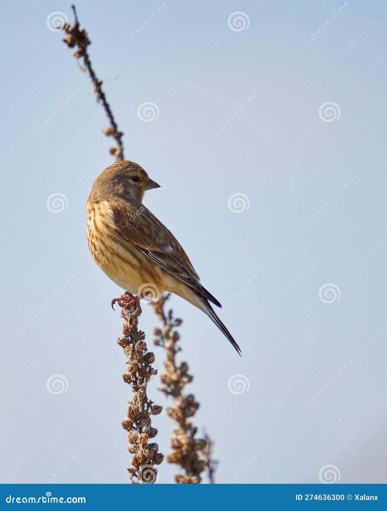 Common Linnet, Linaria Cannabina. St Abb's Head, Scotland Stock ...
