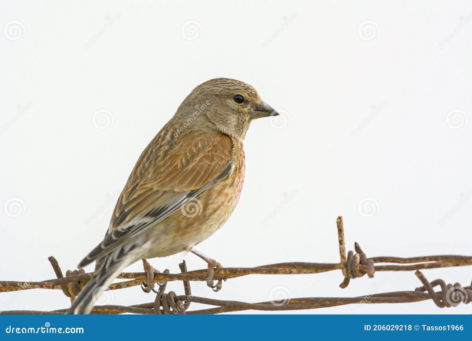 Common Linnet, Greece stock photo. Image of avian, aves - 206029218