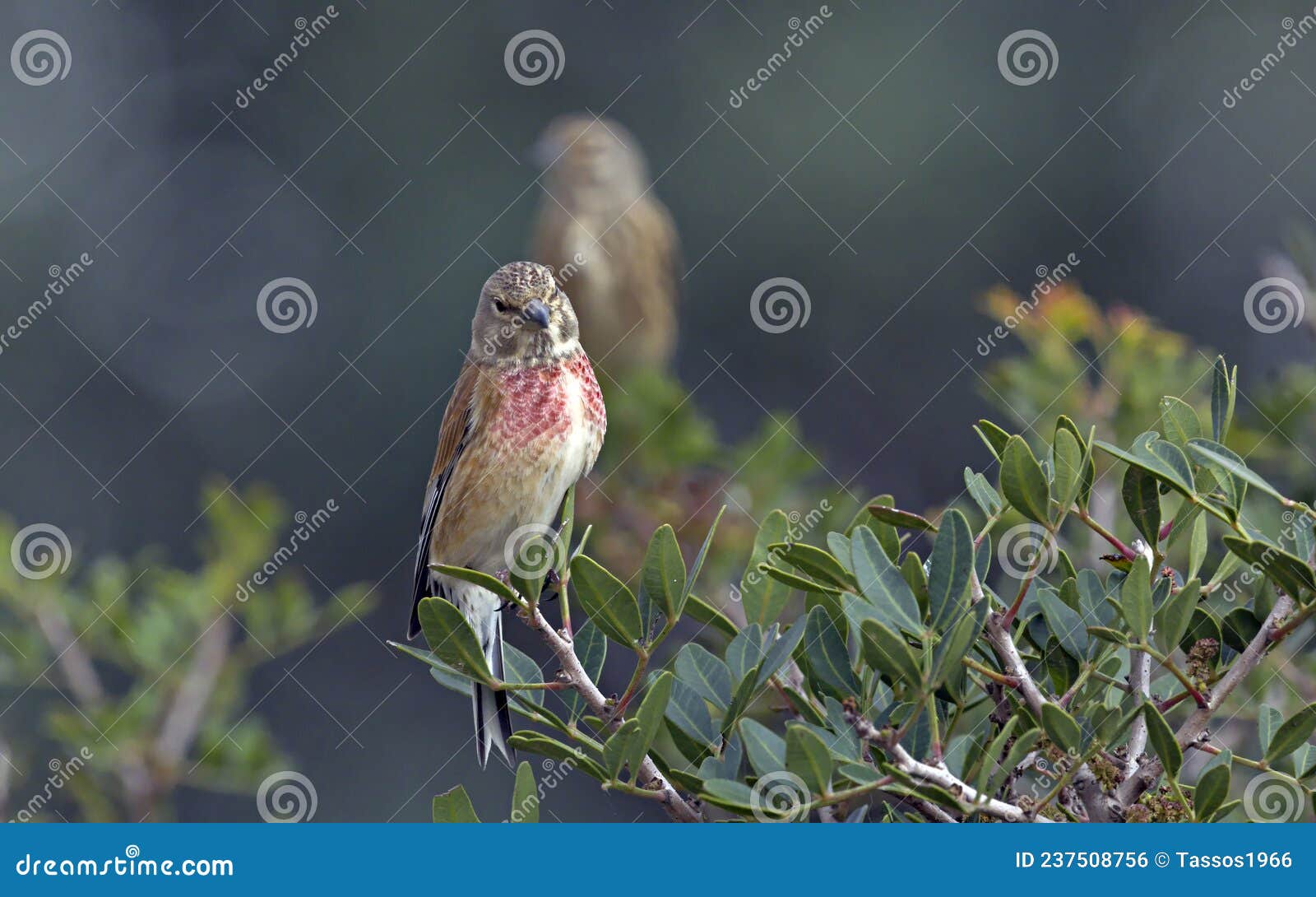 Common Linnet Baby Birds Stock Photo | CartoonDealer.com #31689516