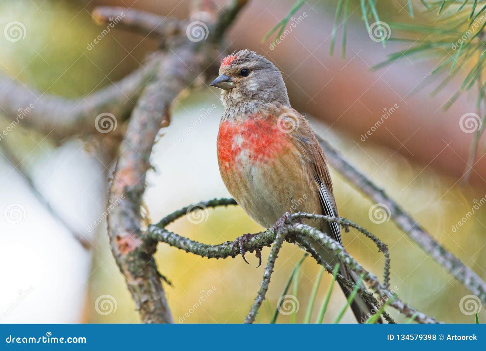 Common Linnet Baby Birds Stock Photo | CartoonDealer.com #31689516