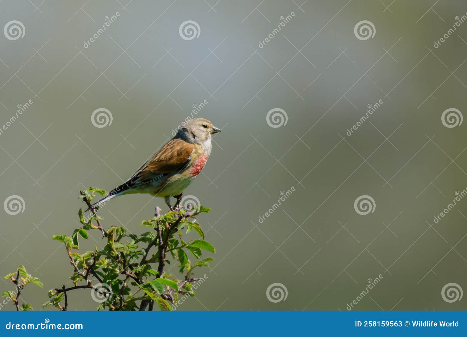 Common Linnet Linaria Cannabina Cannabina in the Wild Stock Image ...