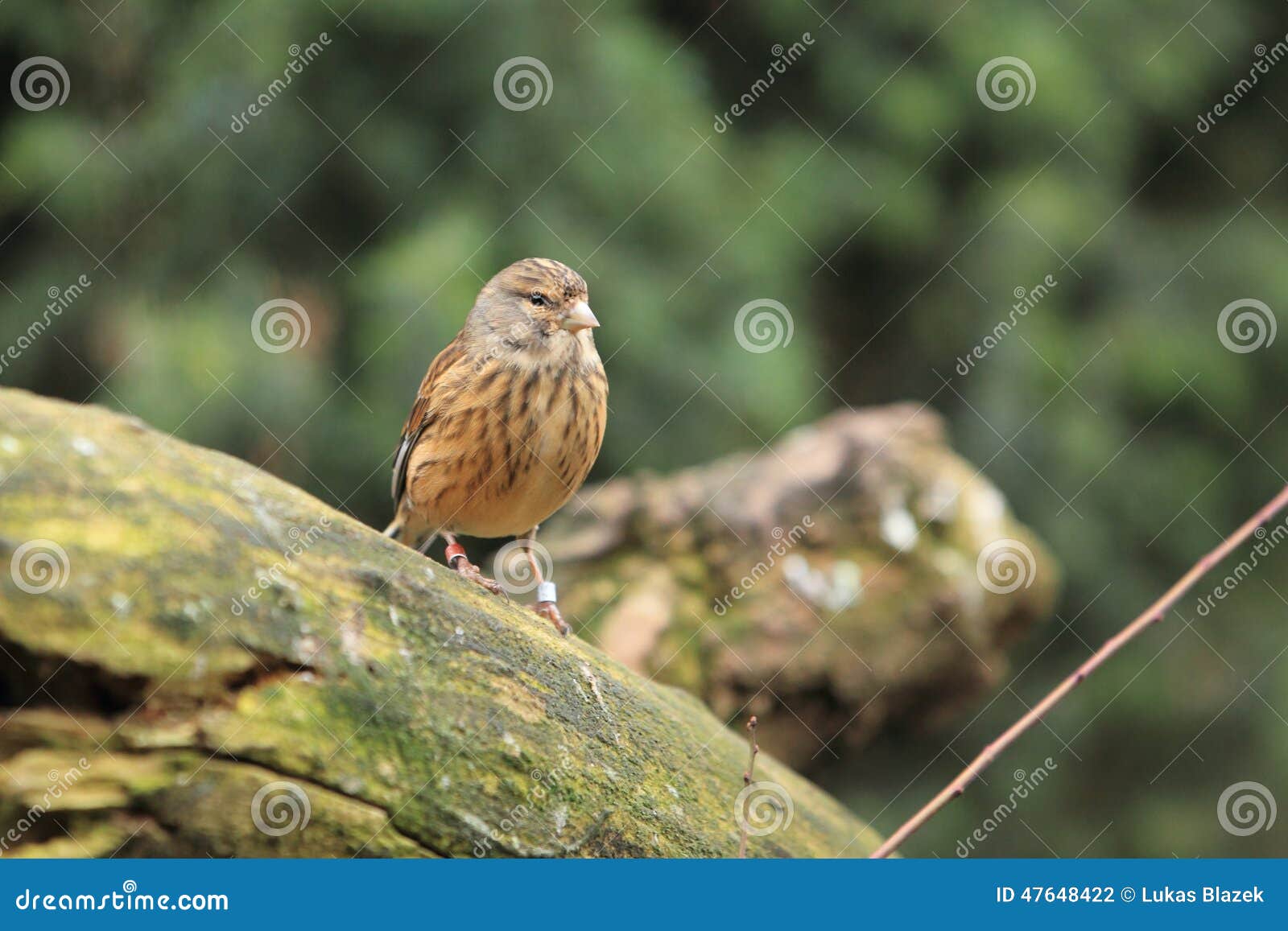 Common Linnet Baby Birds Stock Photo | CartoonDealer.com #31689516