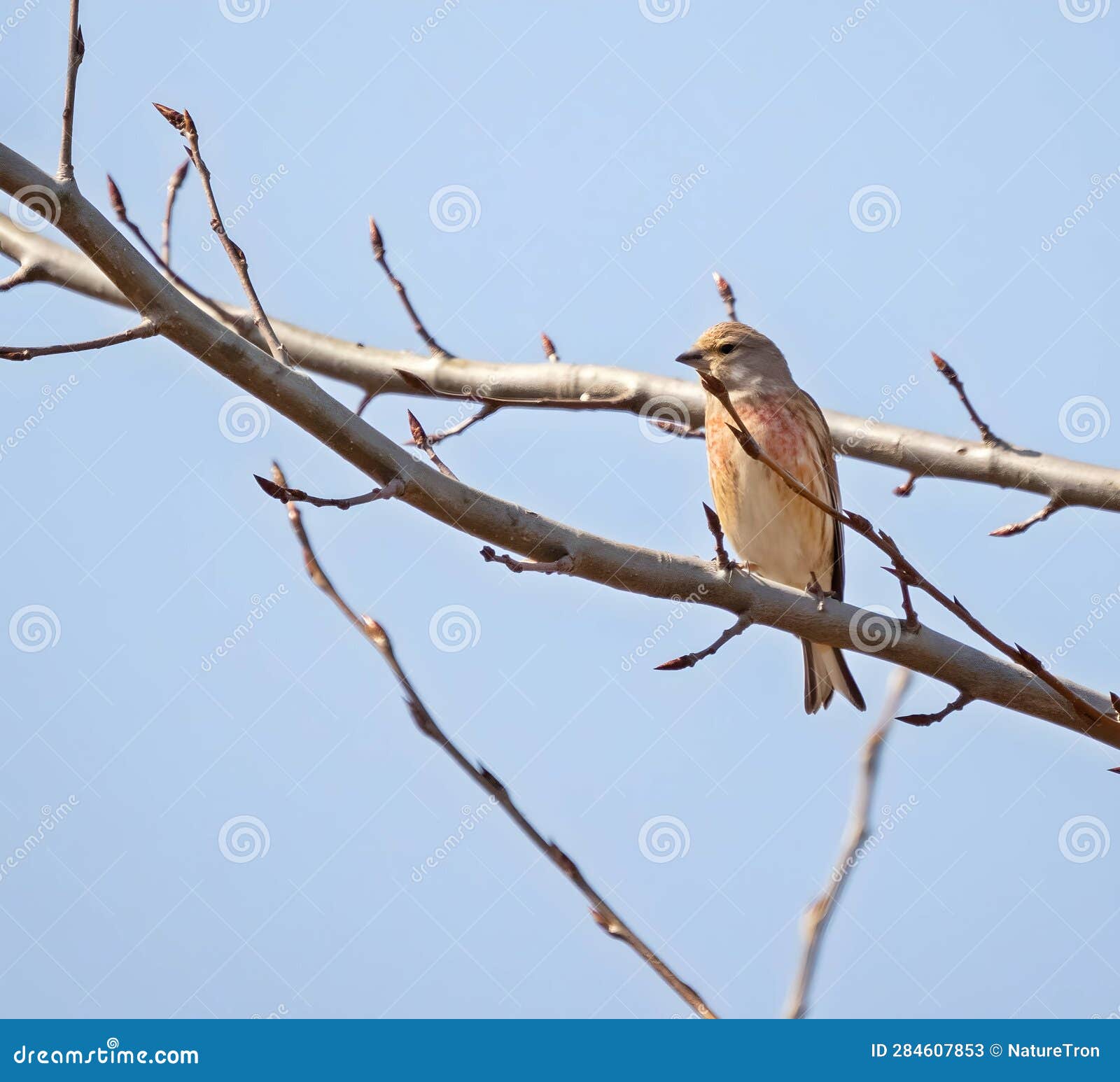 Common Linnet on a Tree Branch Stock Image - Image of little, blue ...