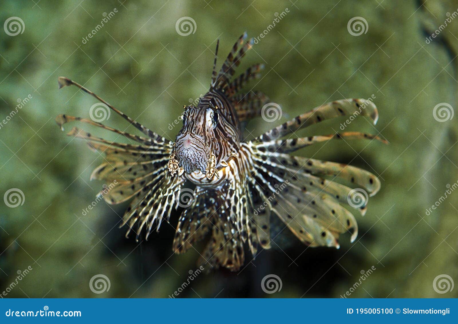 COMMON LION FISH Pterois Volitans, VENOMOUS FISH Stock Photo - Image of ...