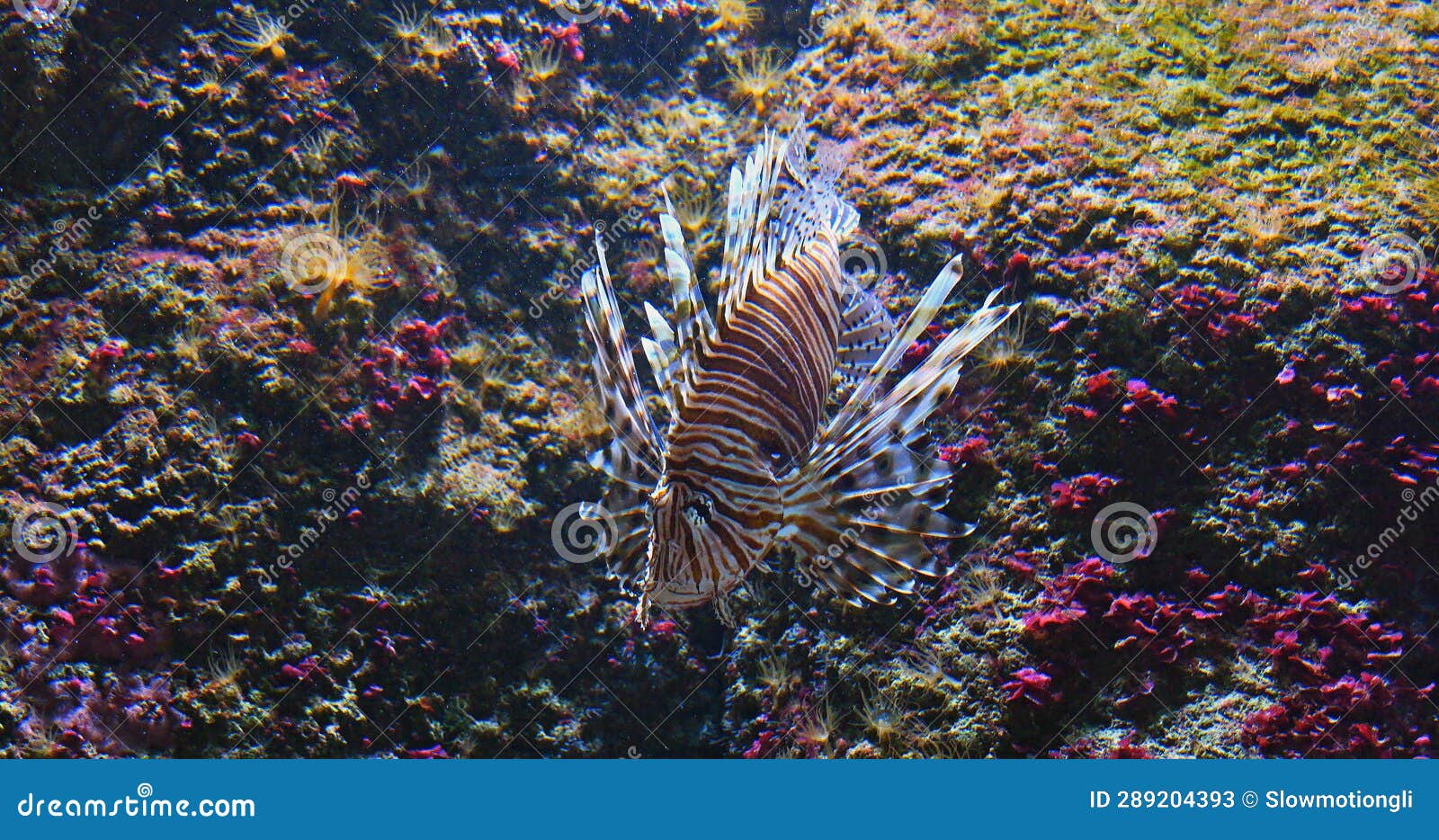 COMMON LION FISH Pterois Volitans, VENOMOUS FISH Stock Photography ... COMMON LION FISH Pterois Volitans, VENOMOUS FISH Stock Photography ...