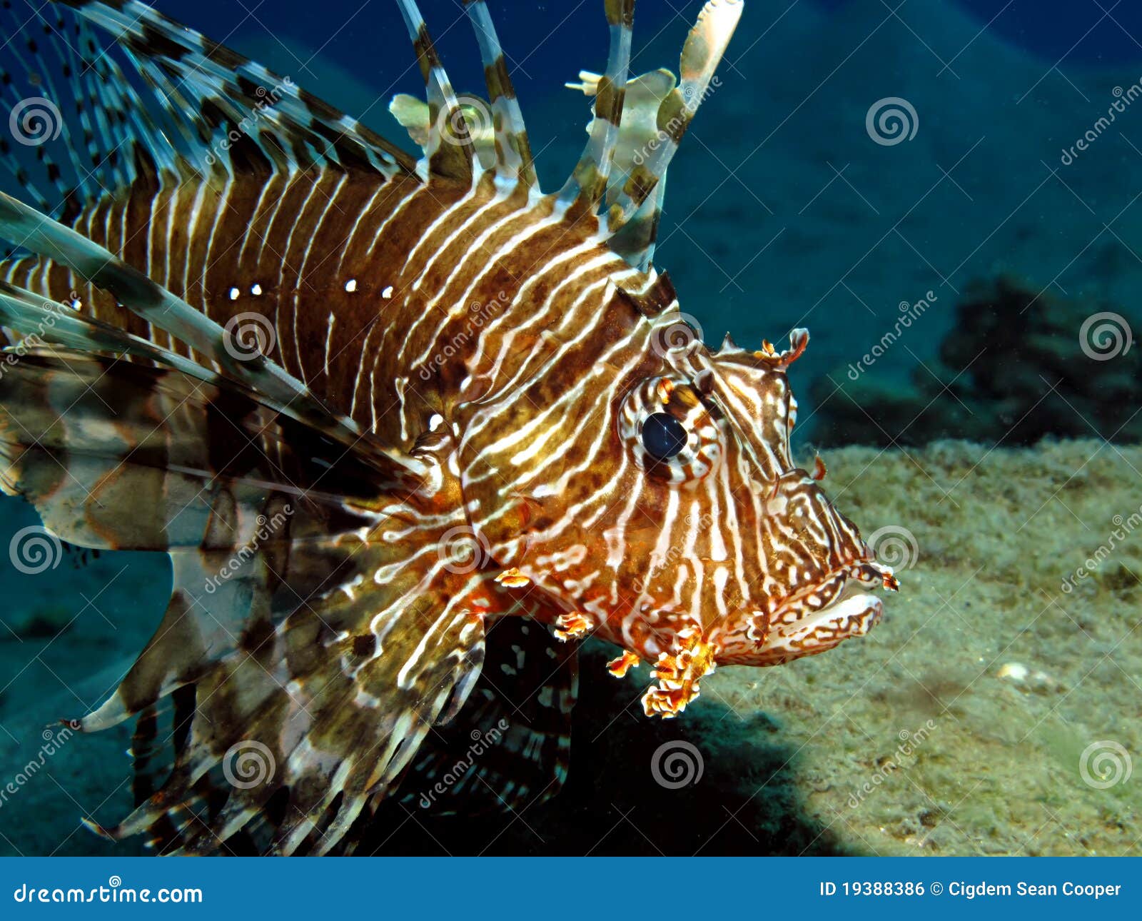 Common Lionfish Or Devil Firefish, Pterois Miles, Undersea, Red Sea ...