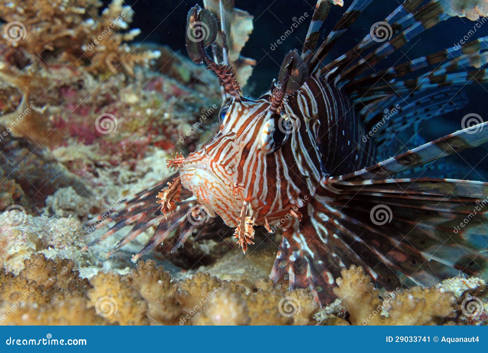 Common Lionfish stock image. Image of pterois, firefish - 29033741