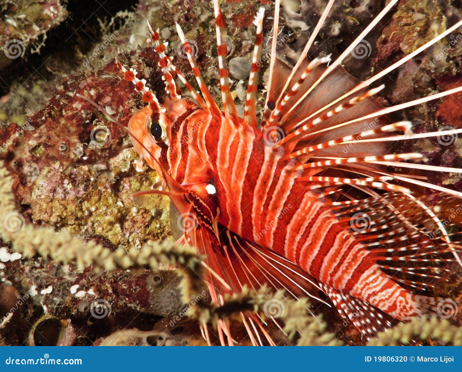 Common Lionfish (close-up View) Stock Photo - Image of reef, acquario ...