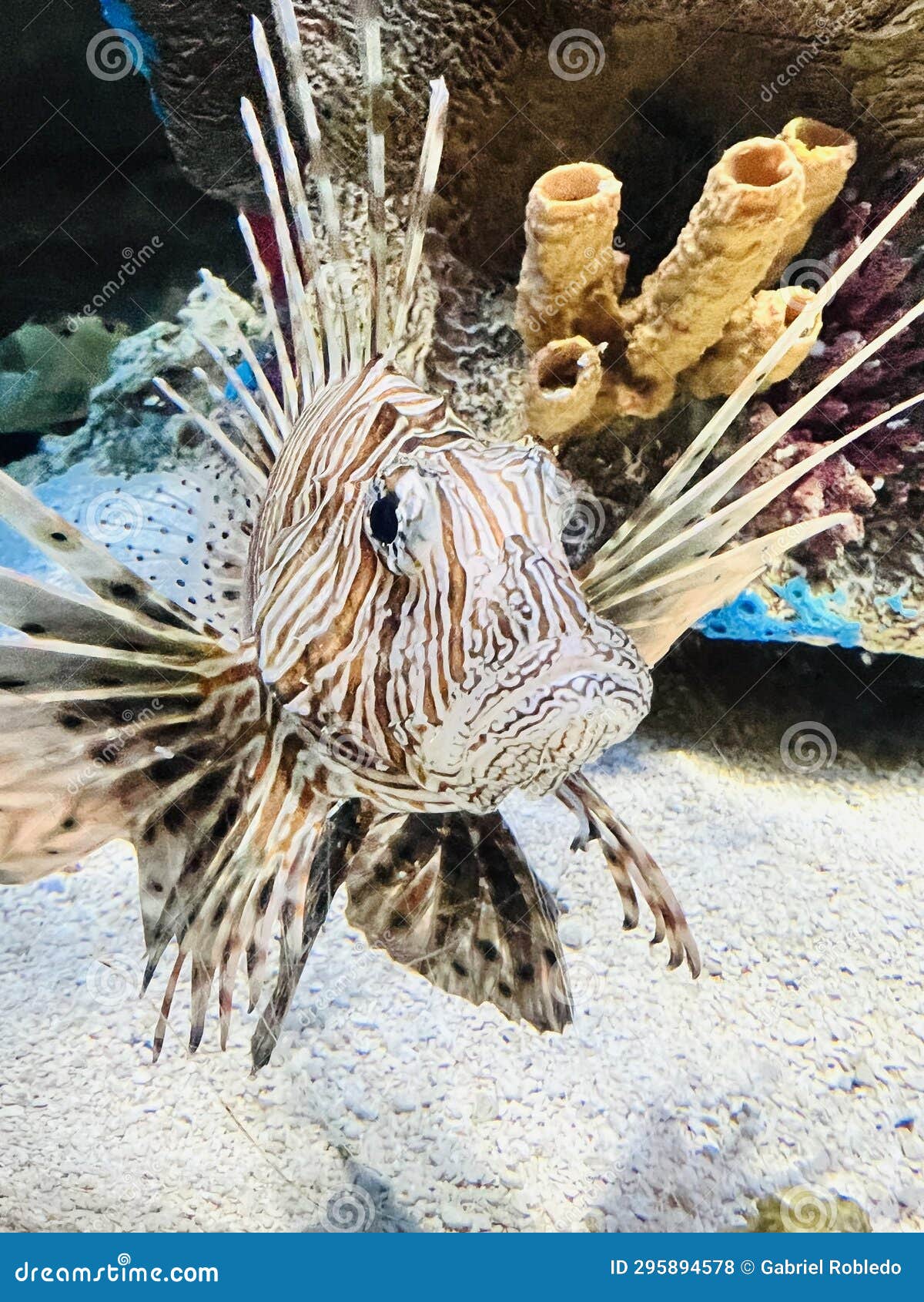 Common Lionfish or Devil Firefish Stock Photo - Image of invertebrate ...