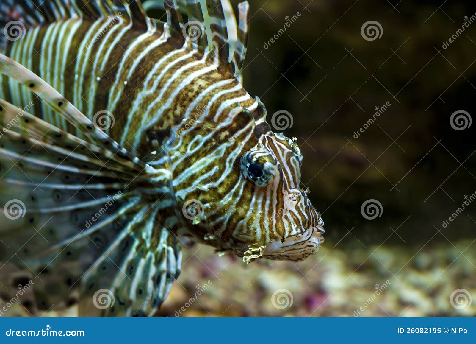 The Lionfish, Firefish Or Zebrafish During A Leisure Dive In Tunku ...