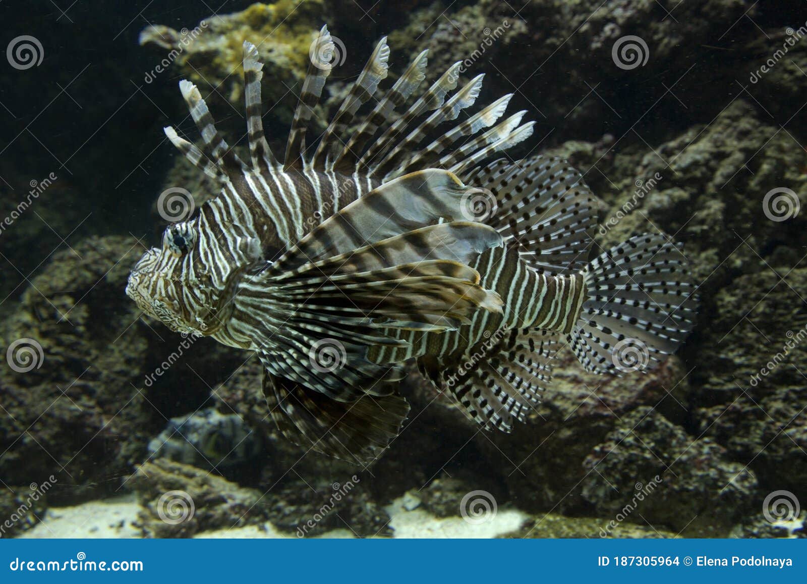 The Common Lionfish, Devil Firefish Pterois Miles. Stock Photo - Image ...