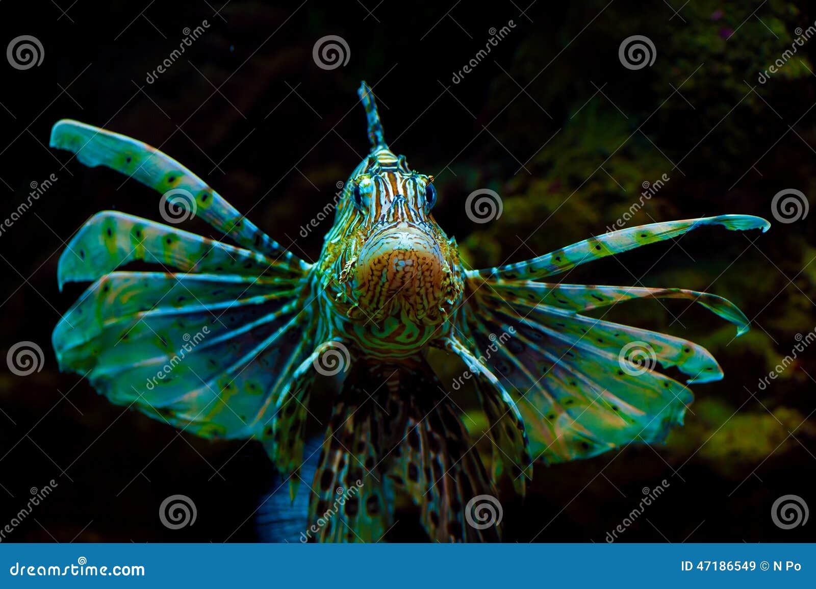 Common Lionfish or Devil Firefish (Pterois Miles) Stock Image - Image ...