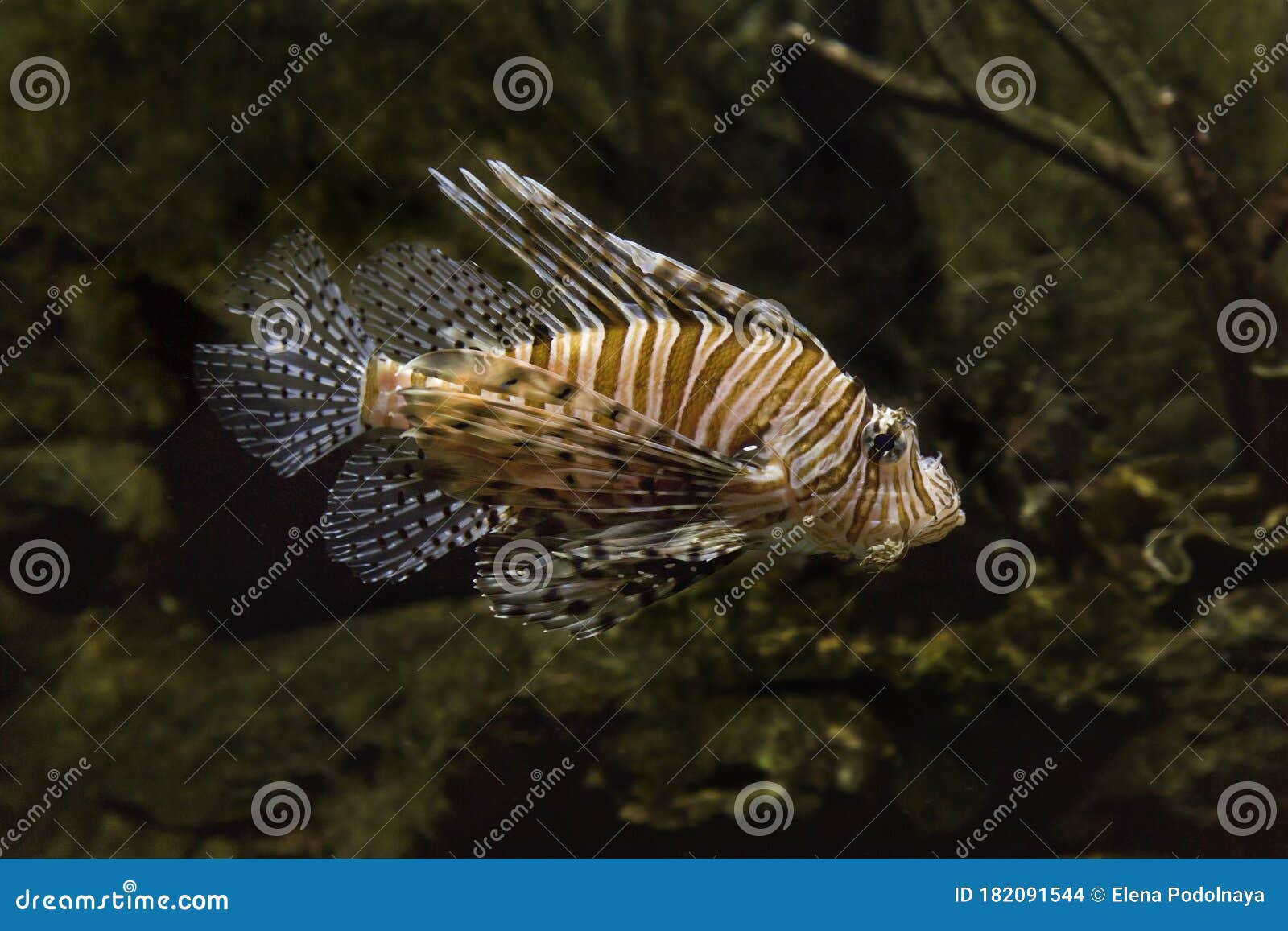 Common Lionfish, Devil Firefish Pterois Miles. Stock Photo - Image of ...