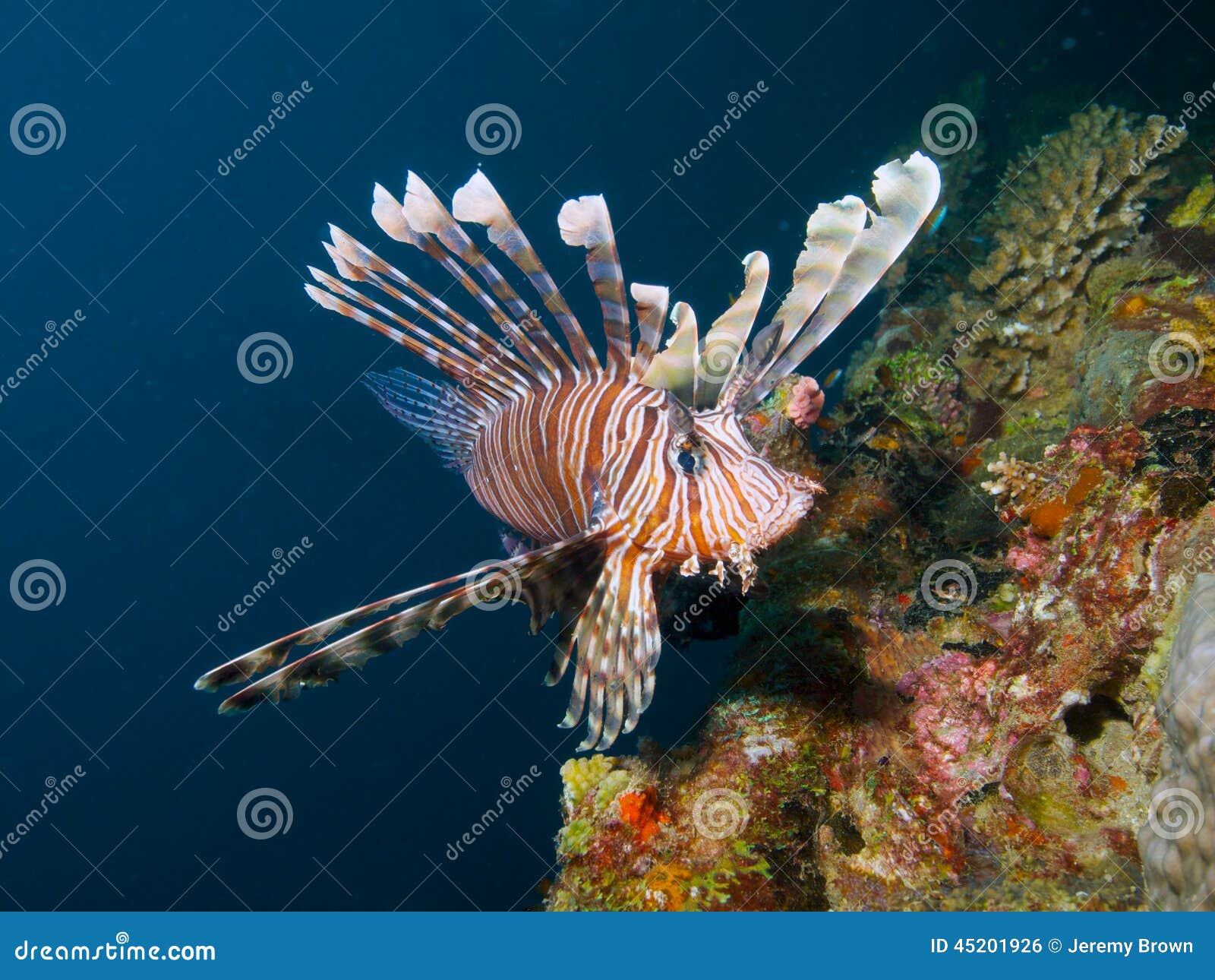 Common Lionfish stock photo. Image of kudhi, underwater - 45201926