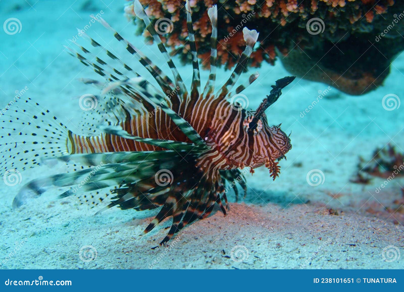 Common Lionfish - Pterois Miles Stock Image - Image of lionfish, common ...