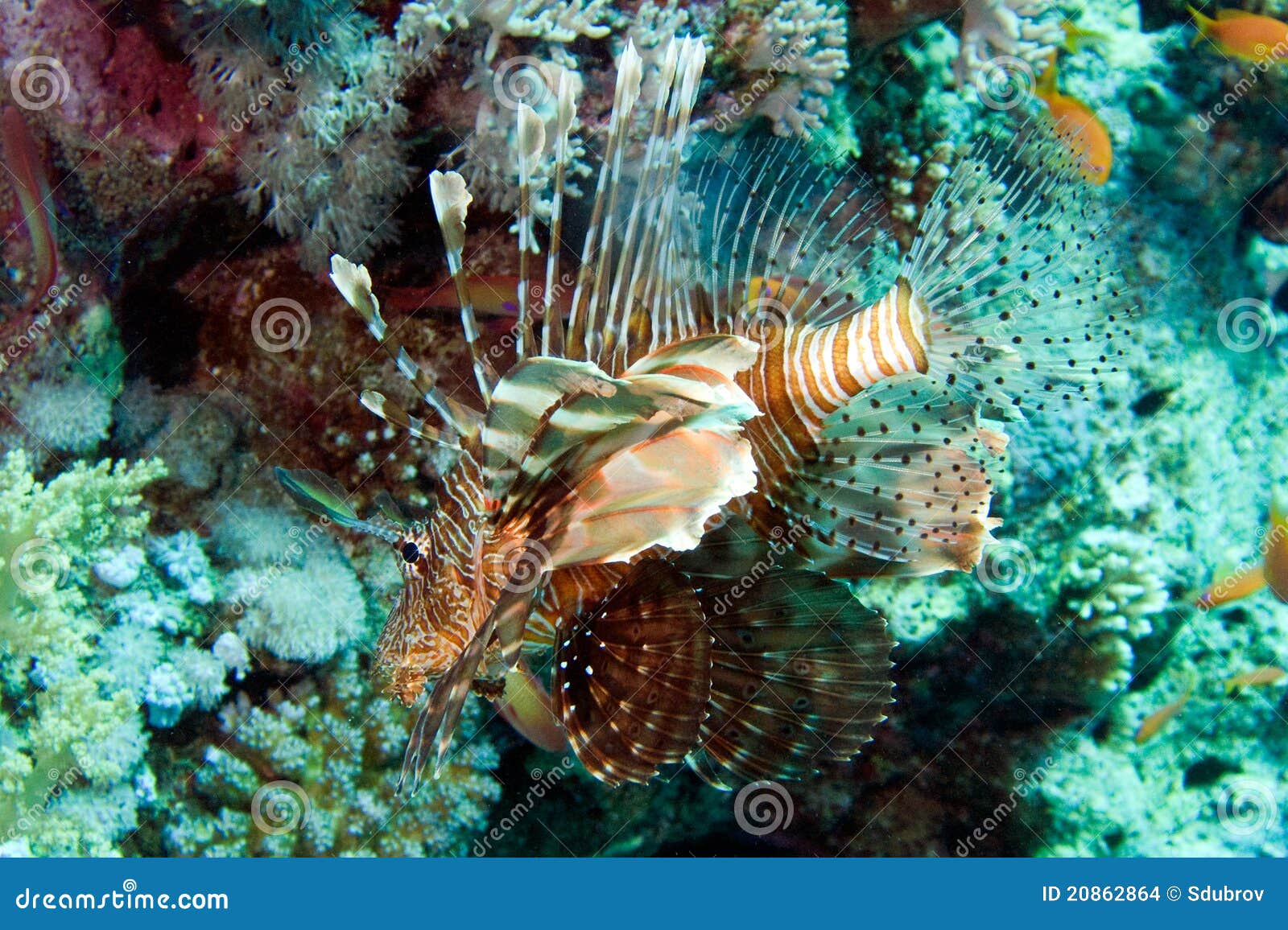 Common Lionfish, Pterois Volitans Stock Photo - Image of color, diving ...