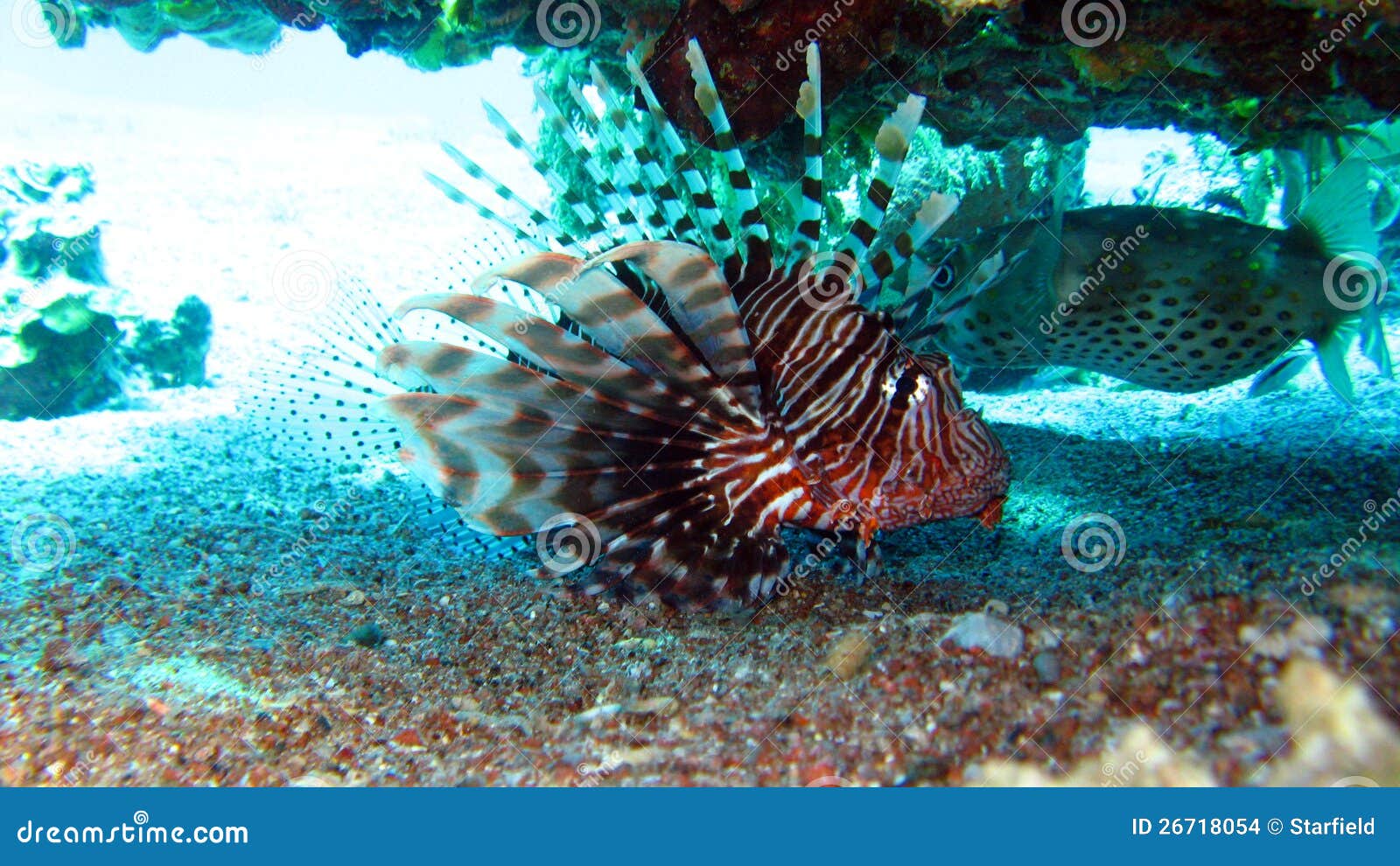 Common Lionfish,Pterois Volitans Stock Photo - Image of life, venomous ...