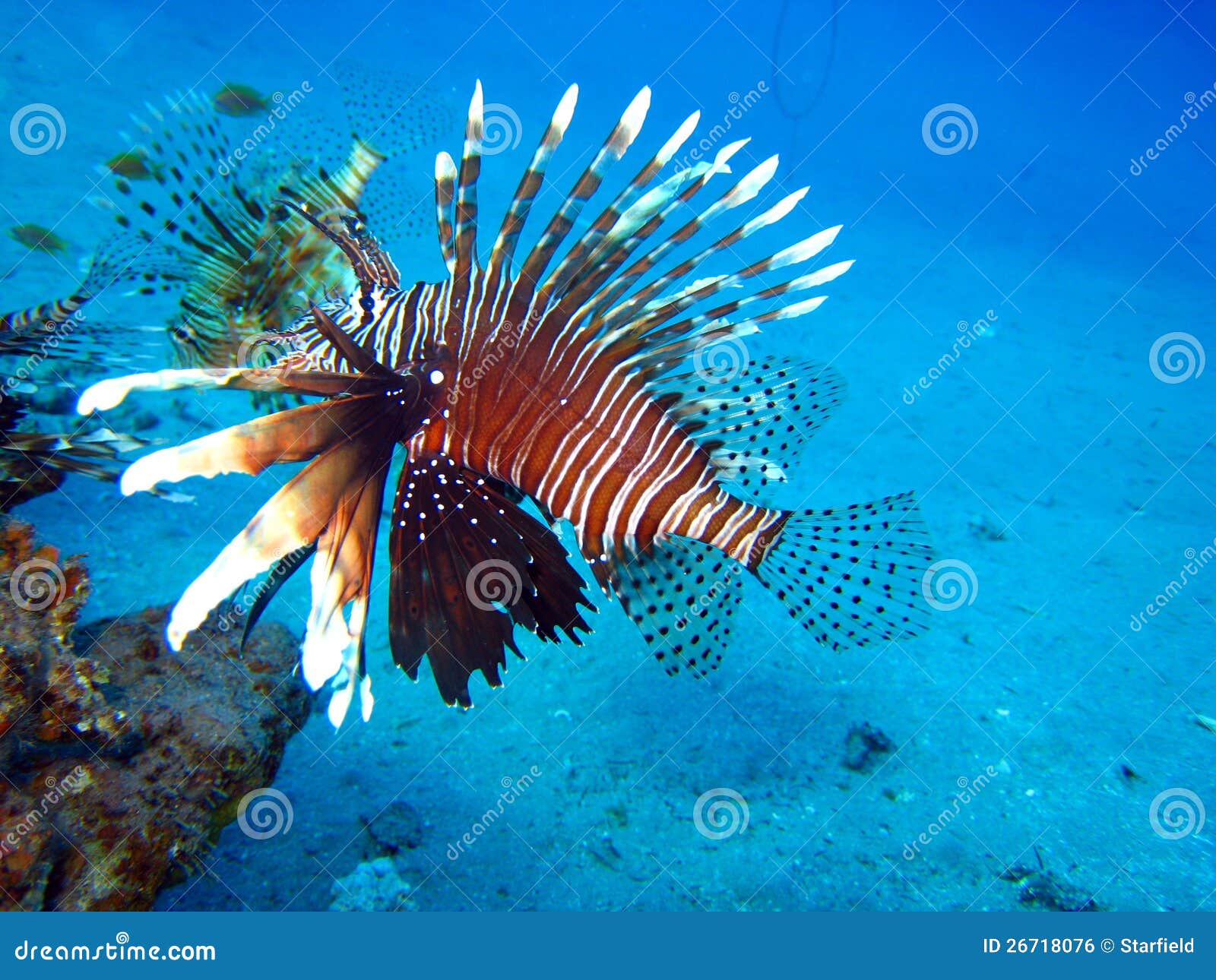 Common Lionfish,Pterois Volitans Stock Photo - Image of common, ocean ...