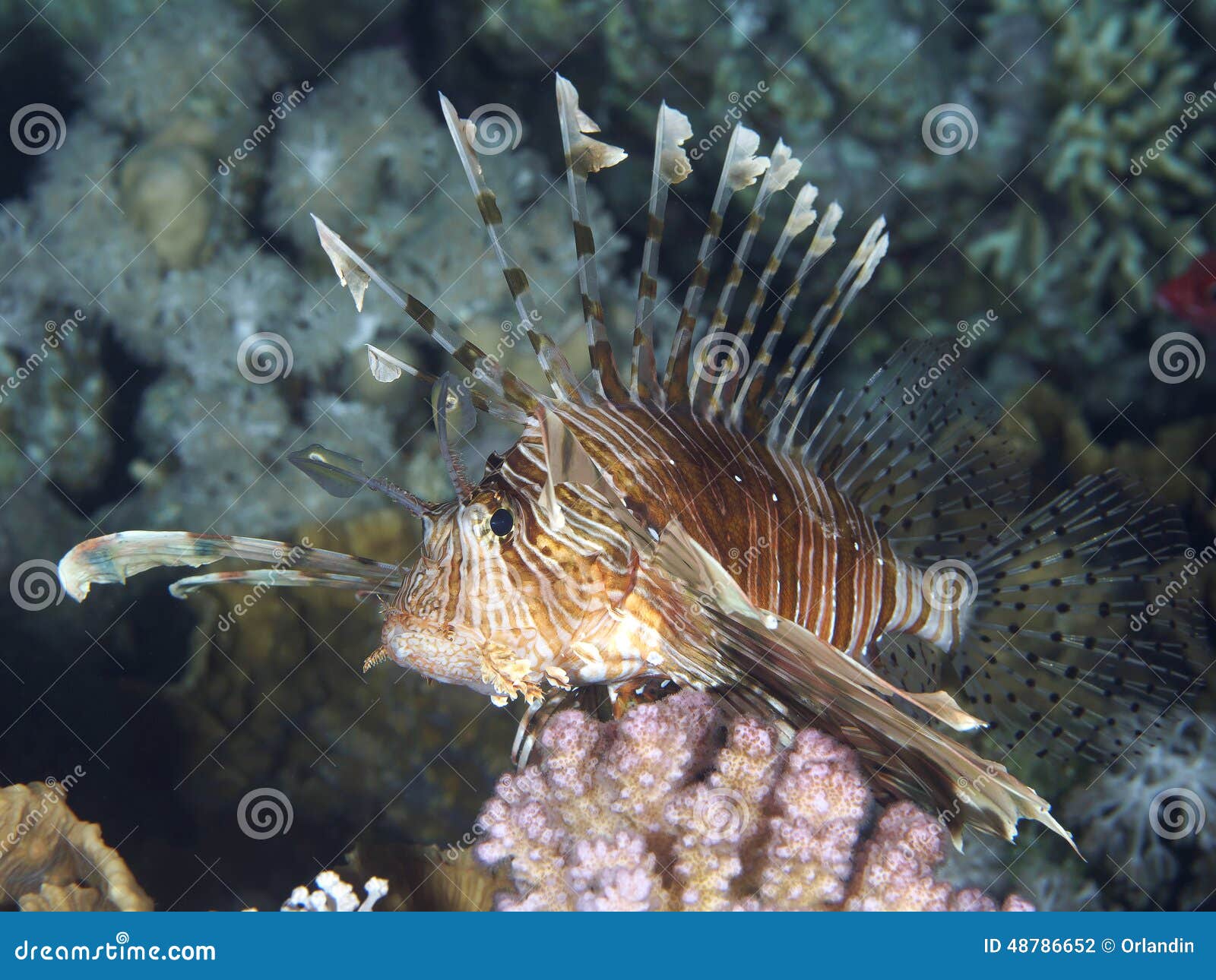 Common lionfish stock photo. Image of exotic, bright - 48786652