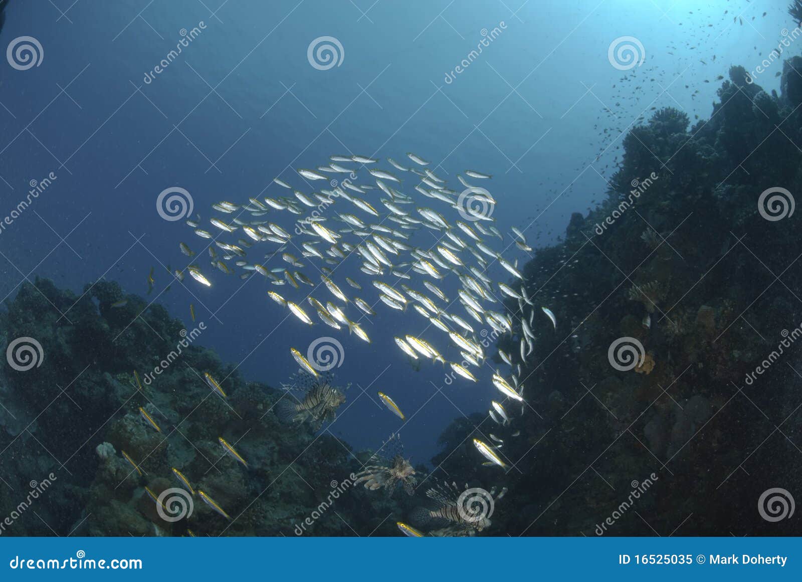 Common Lionfish And School Of Small Bait Fish Picture. Image: 16525035