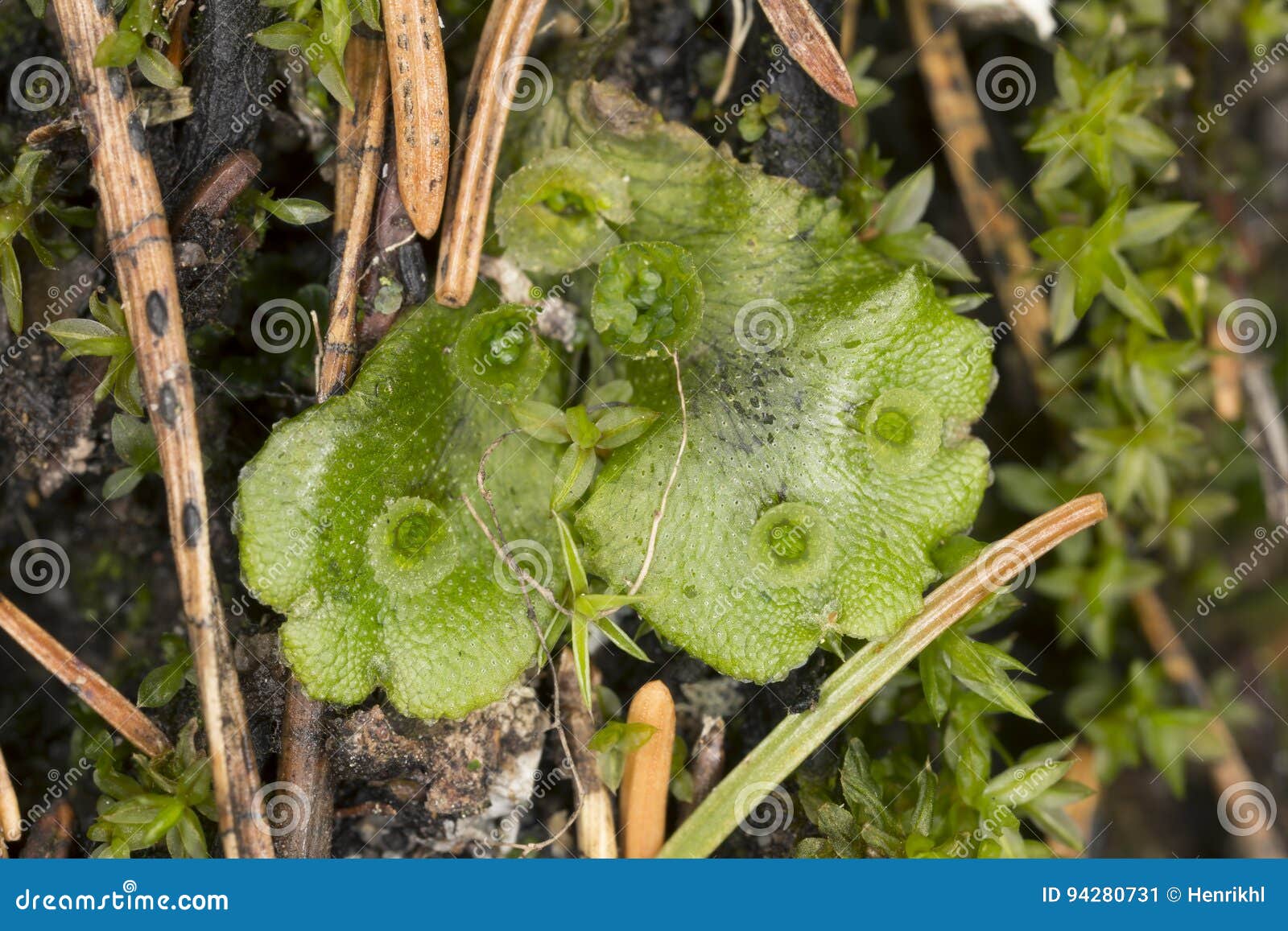 Marchantia Polymorpha Liverwort Royalty-Free Stock Photography ...