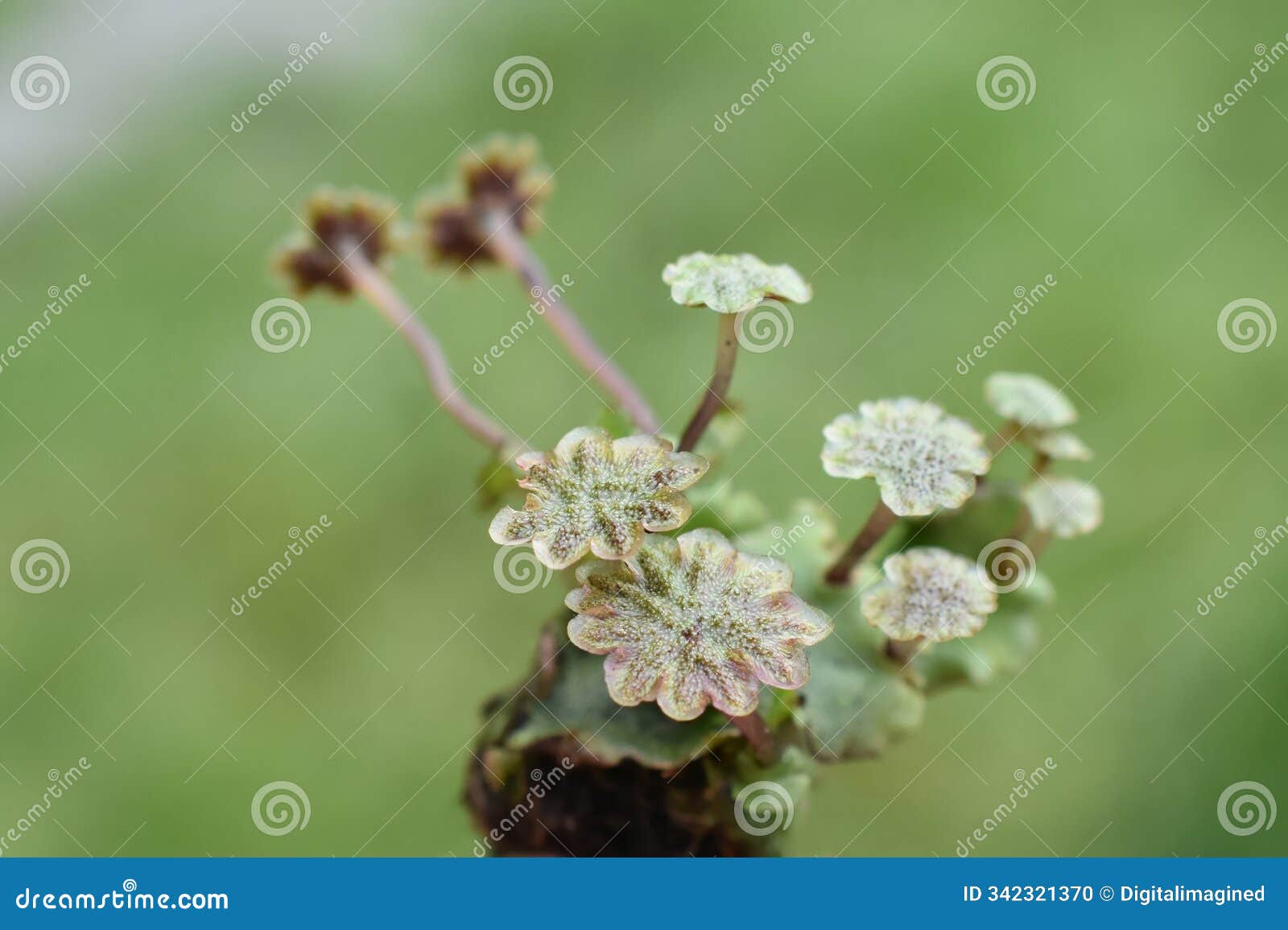 Common Liverwort Marchantia Polymorpha Stock Photo - Image of ...
