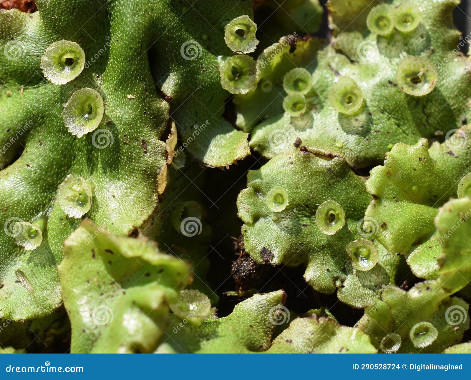 Green Thallus and Gemma Cups on Common Liverwort Marchantia Polymorpha ...