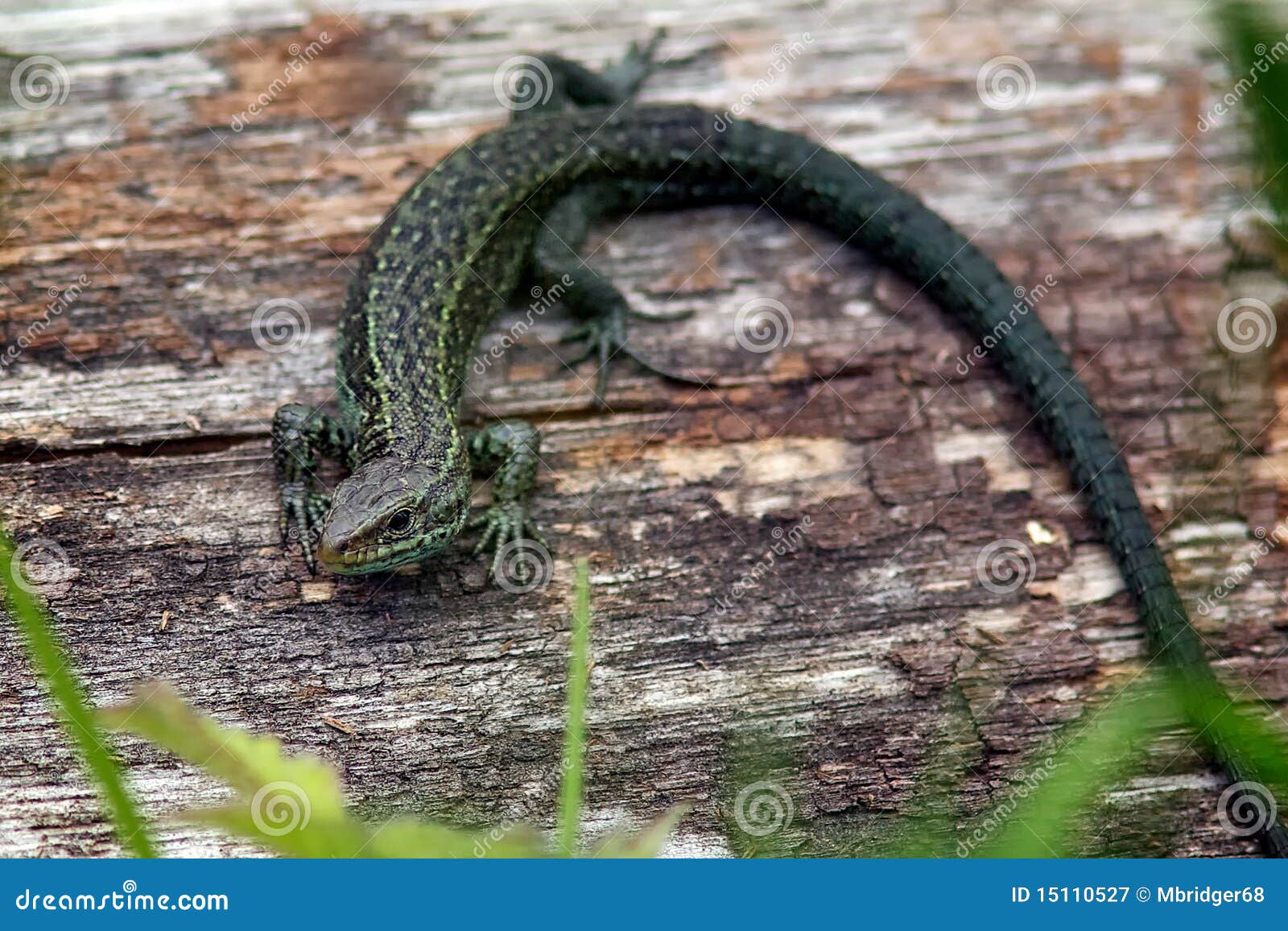 Common Lizard stock image. Image of summer, background - 15110527