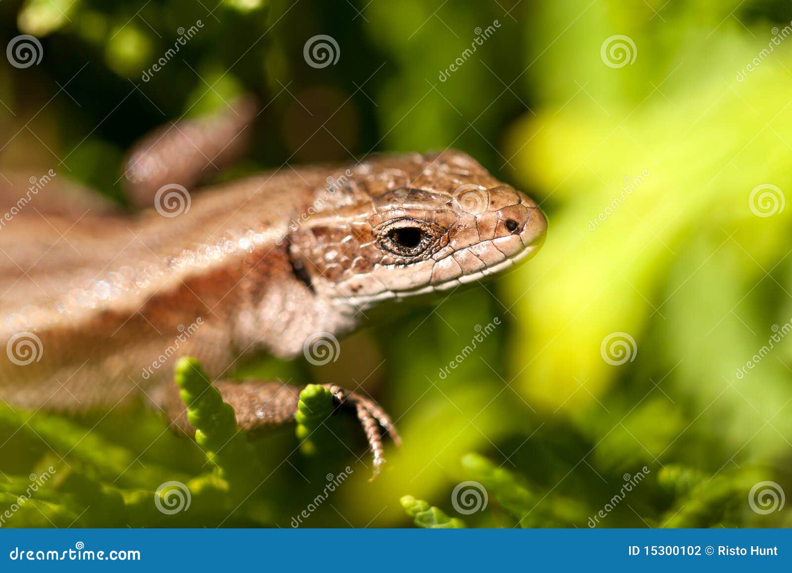 Common lizard stock photo. Image of animal, goggle, hand - 15300102