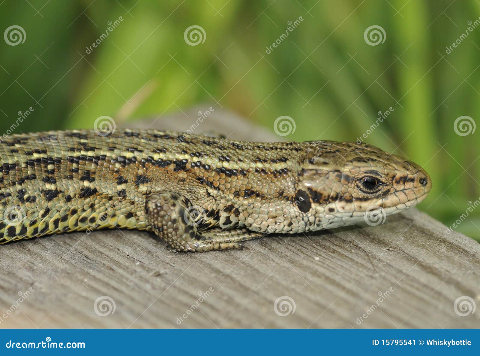 Common Lizard stock image. Image of britain, viviparous - 15795541