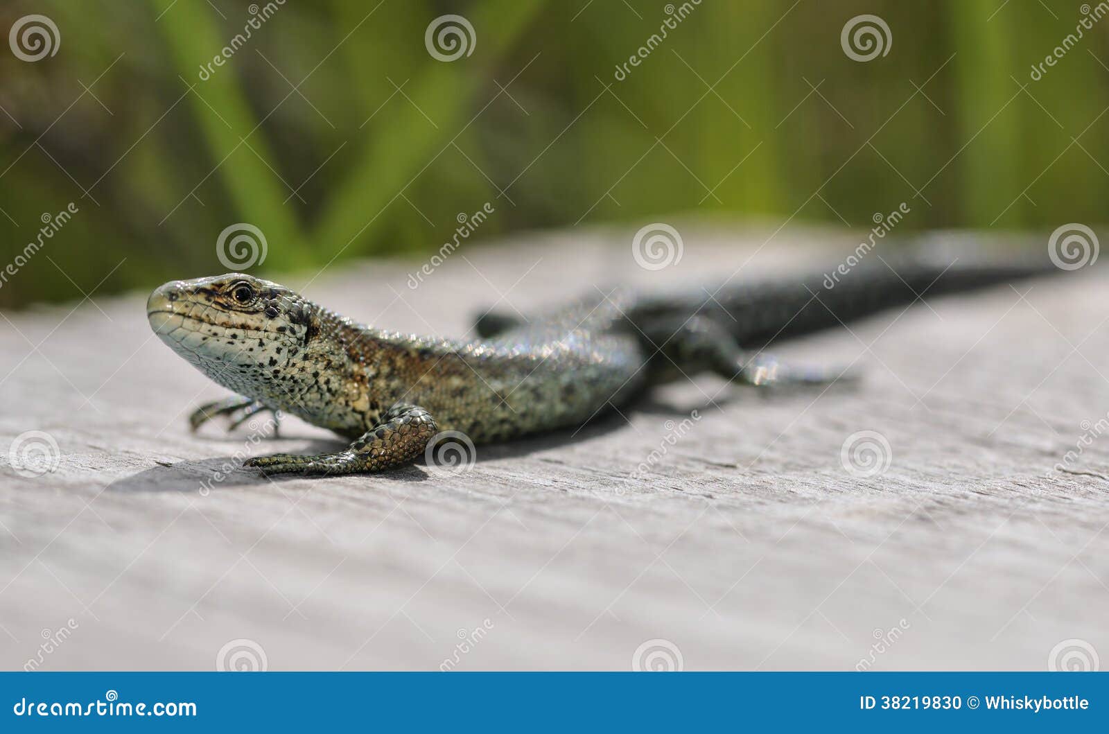 Common Lizard stock photo. Image of landscape, head, britain - 38219830